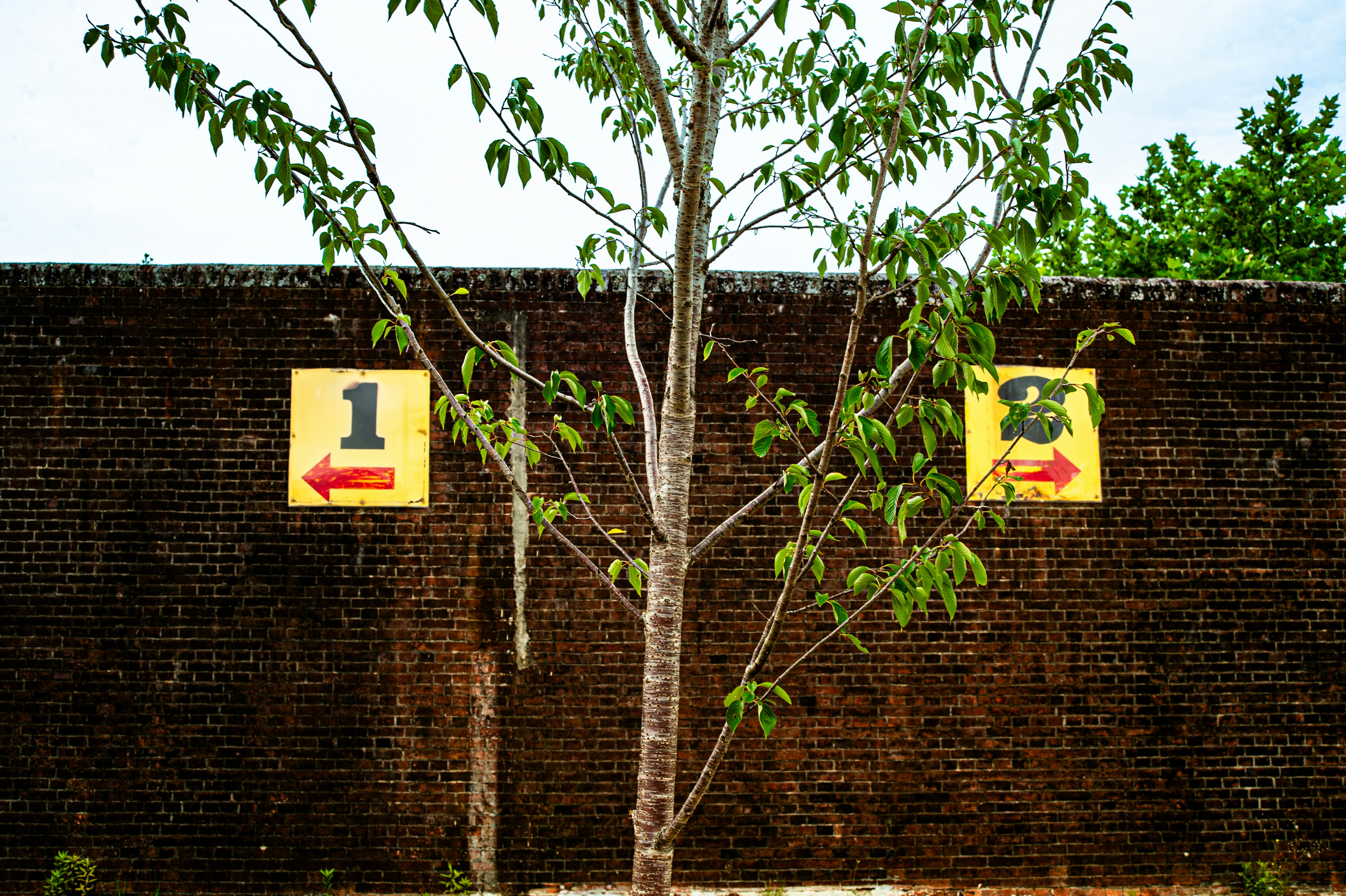 Tree in Front of Brick Wall Guards a Pair of Yellow Arrows