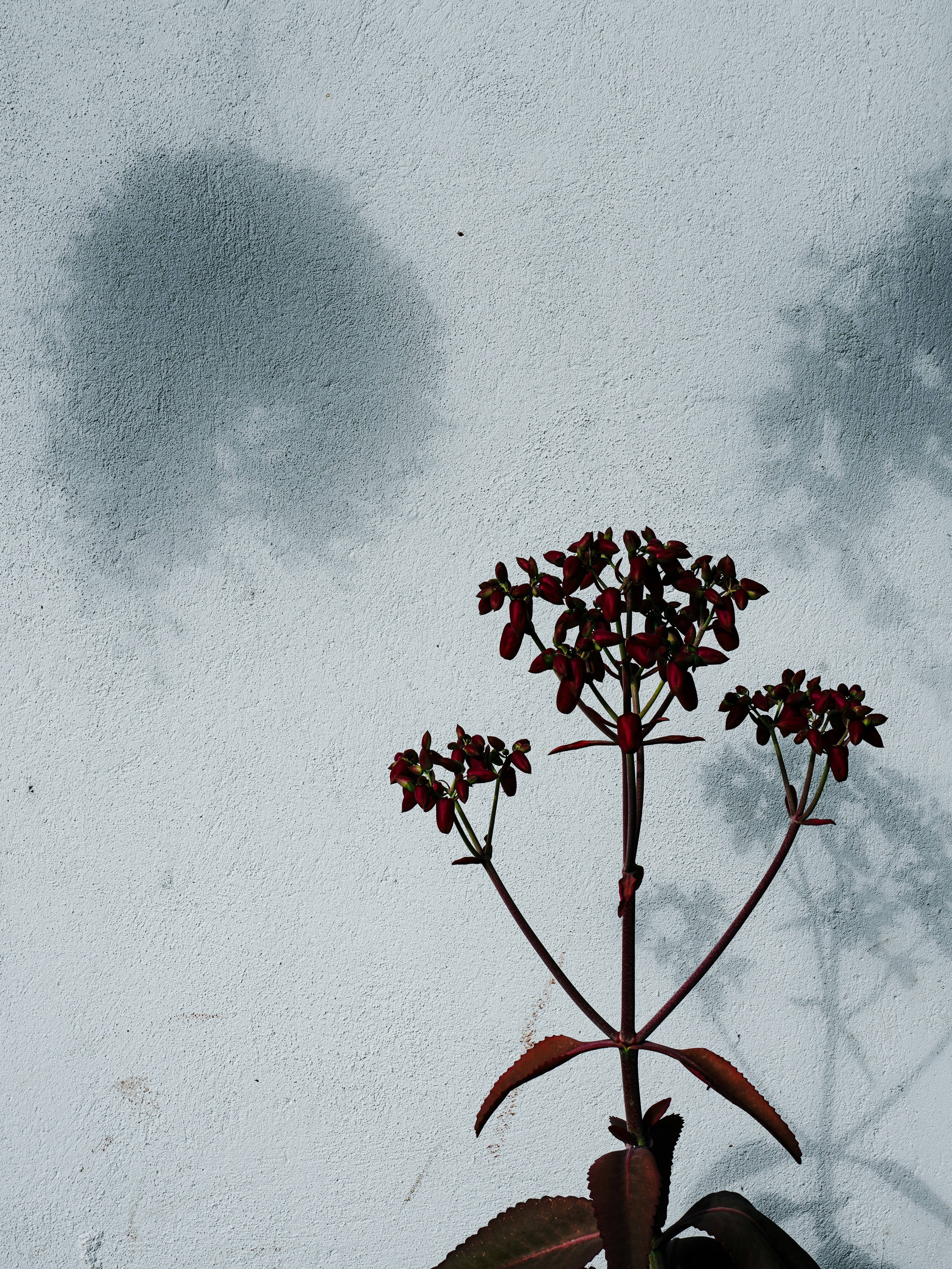 Crimson-Leafed Plant Reaching Toward the Sunlit Wall