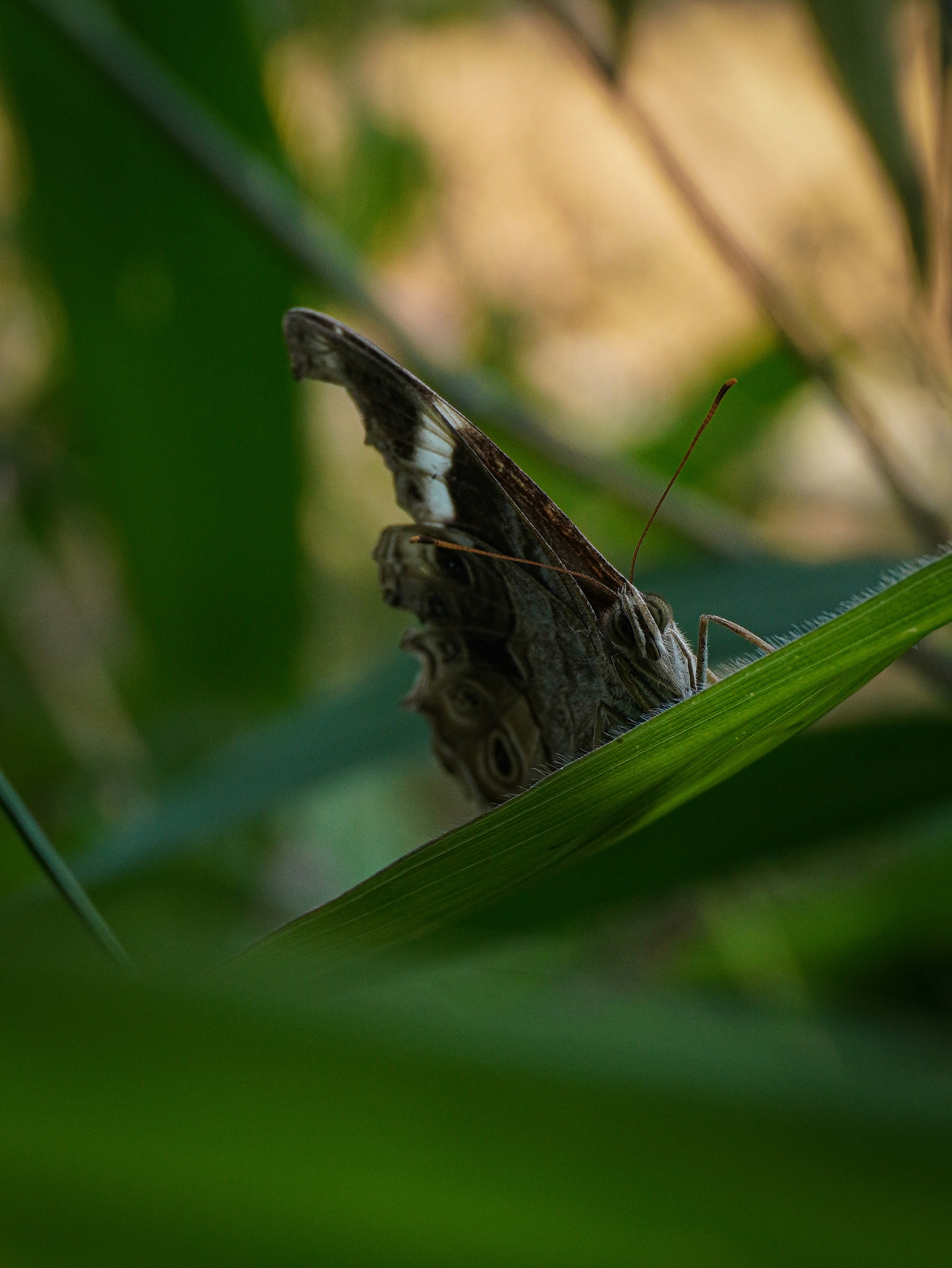 Muted Wings in Backlit Green: A Quiet Moment on a Leaf