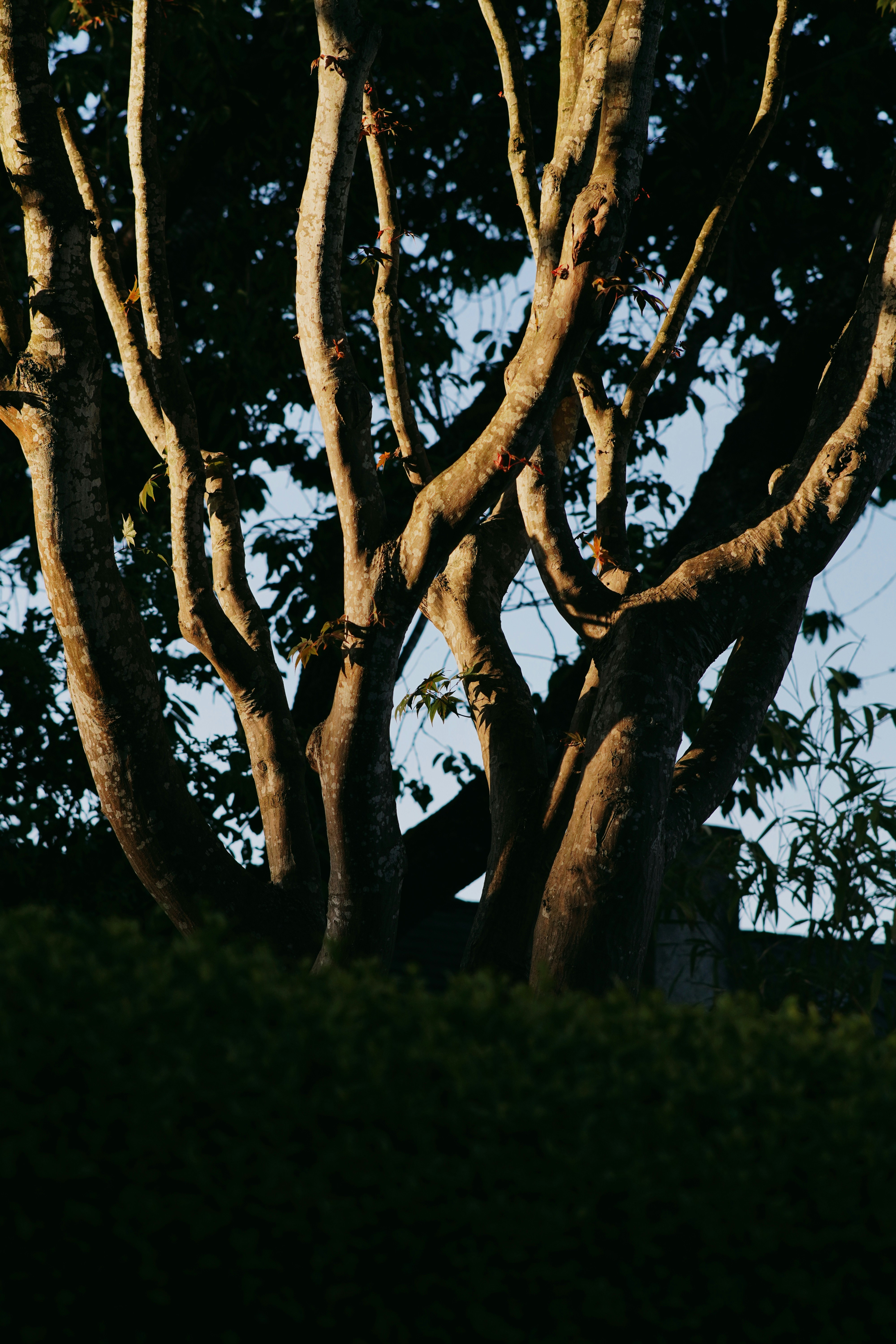 Sunlit tree trunks rise above a dark hedge, with intricate branches casting shadows against a blue sky; the scene emphasizes natural textures and contrast.