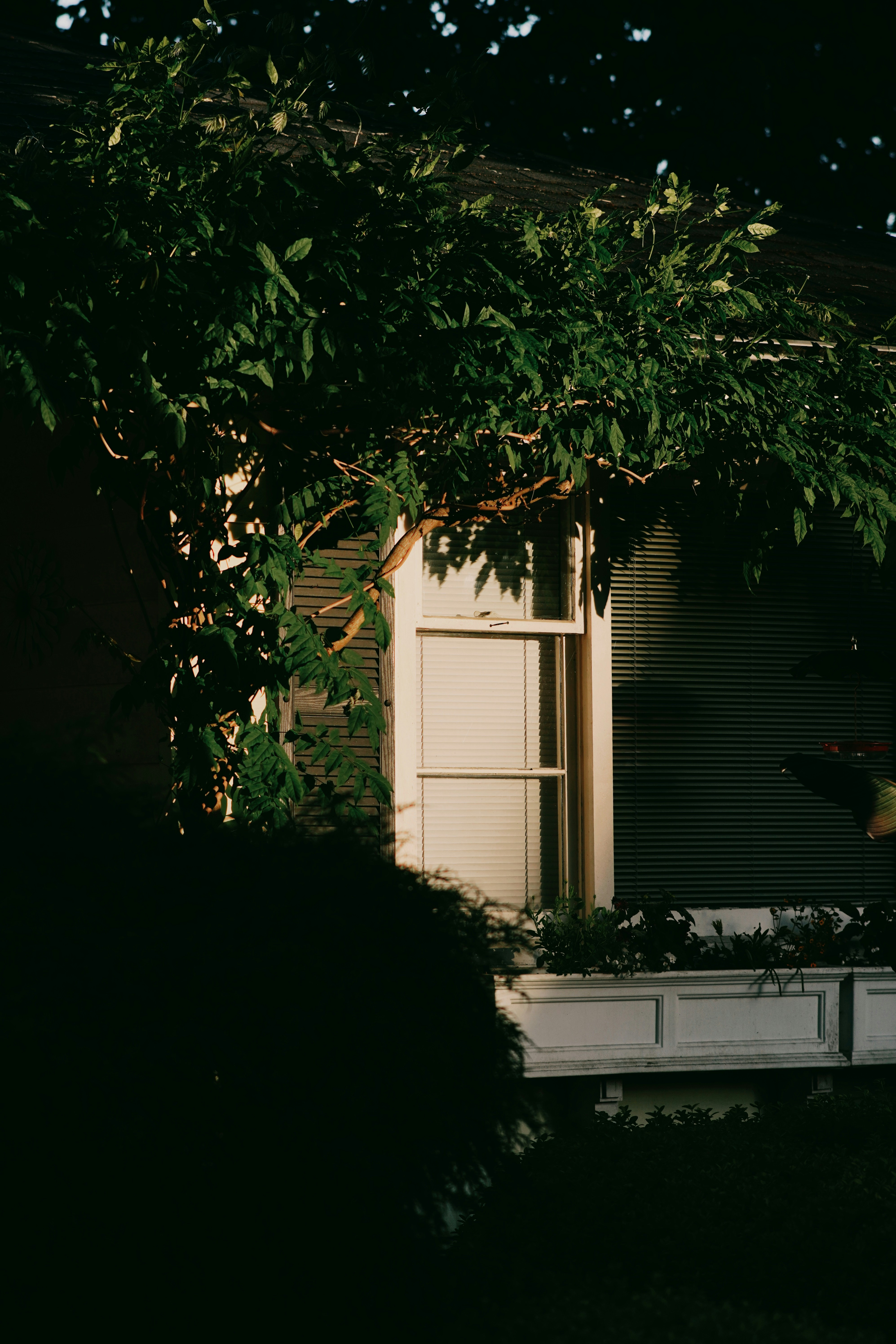 Sunlit Window Framed by Veiled Foliage