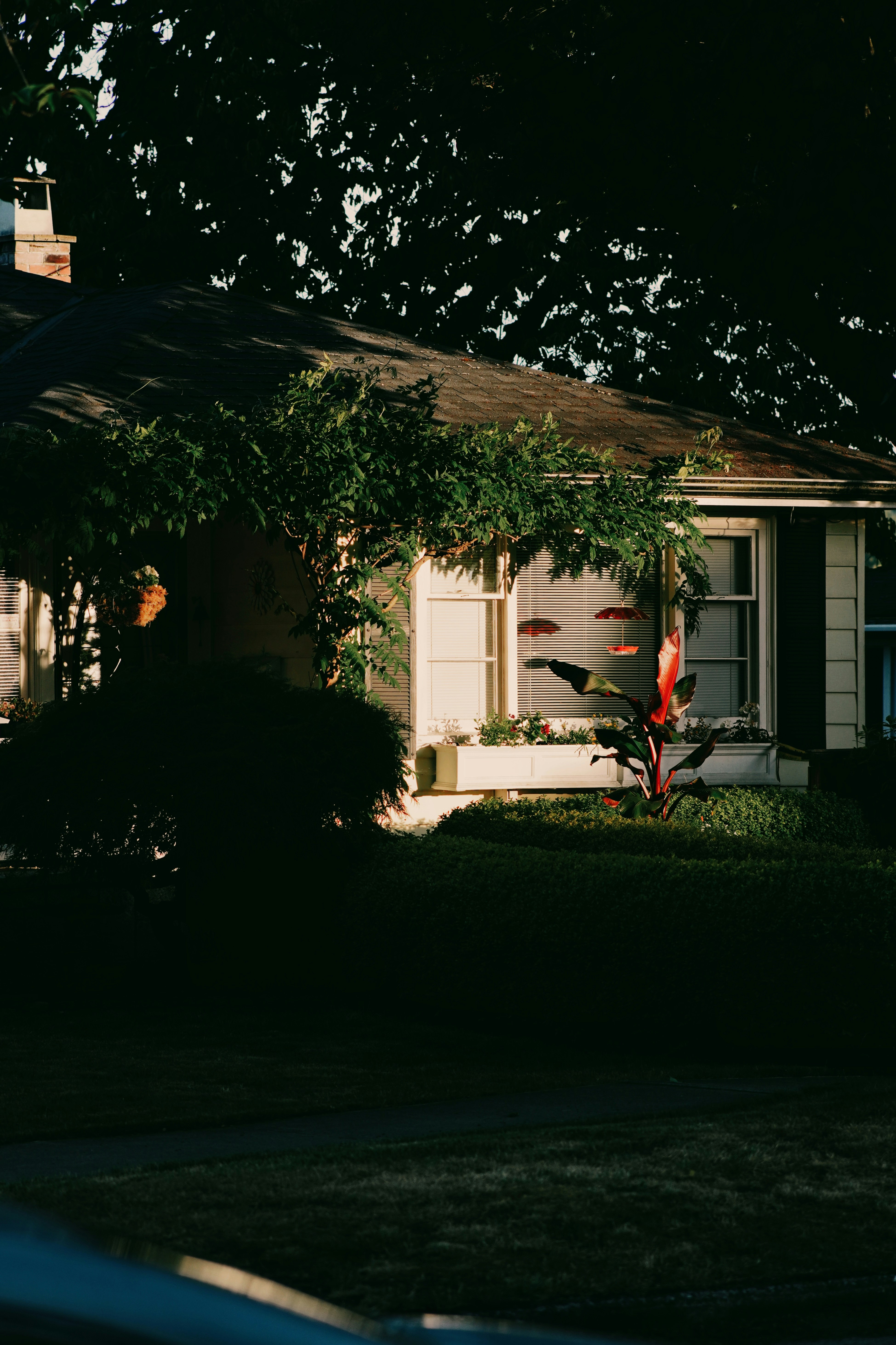 Shaded Front Yard with Sunlit Window and Red-leaf Plant