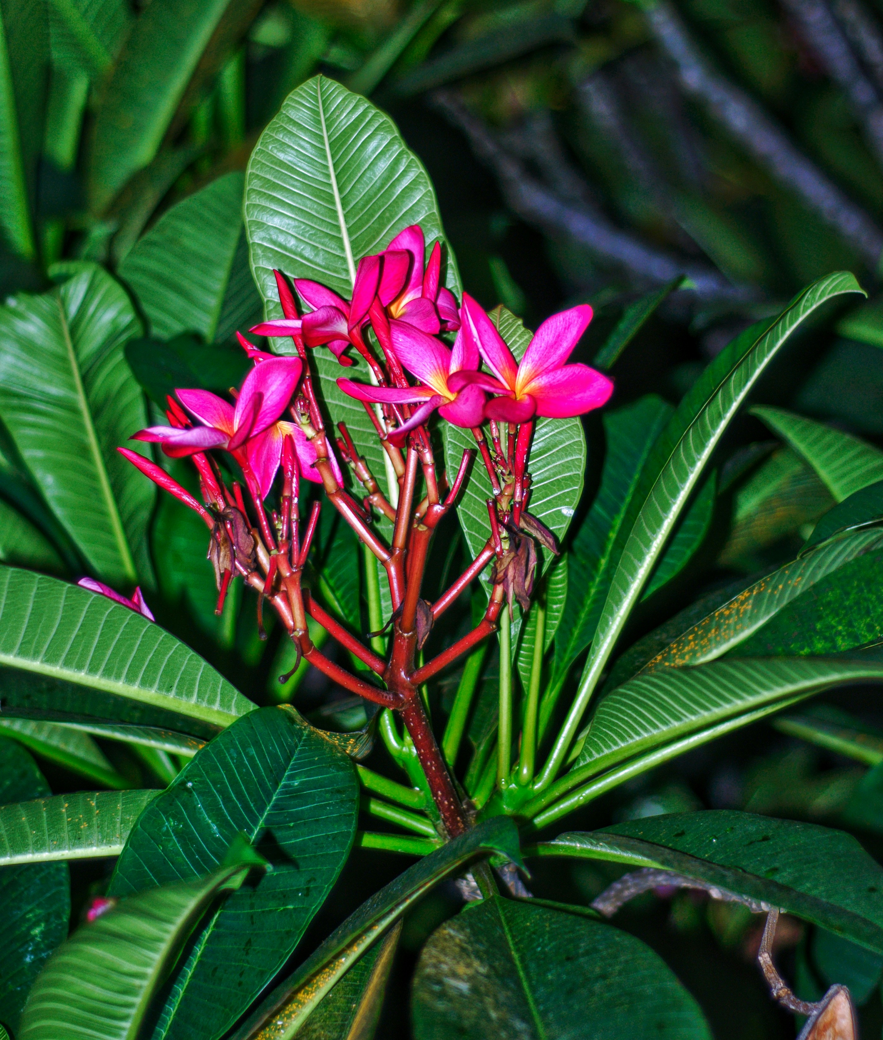 Pink Plumeria Cluster Amid Glossy Green Foliage