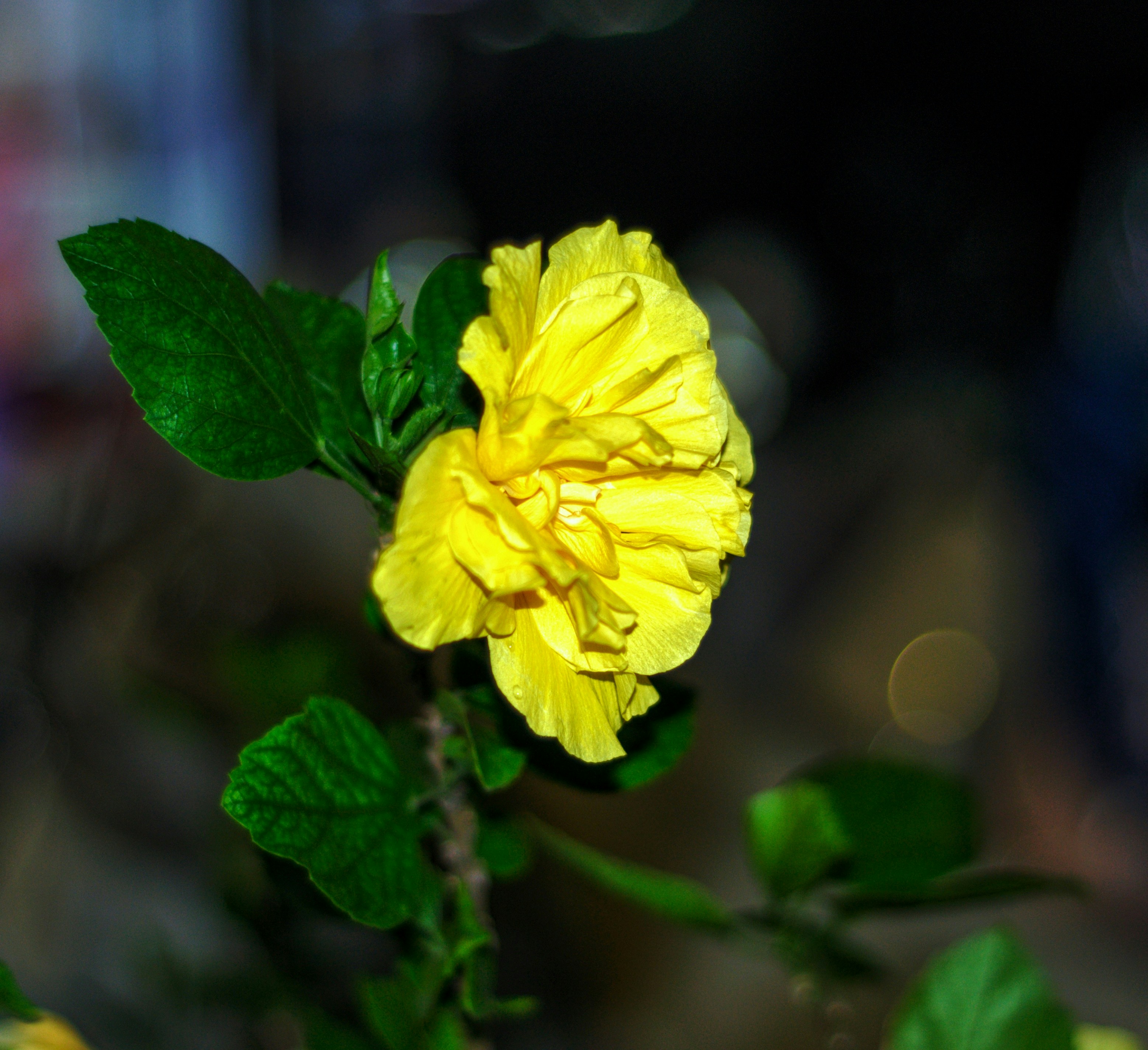 Yellow Hibiscus in Soft Focus Spotlight