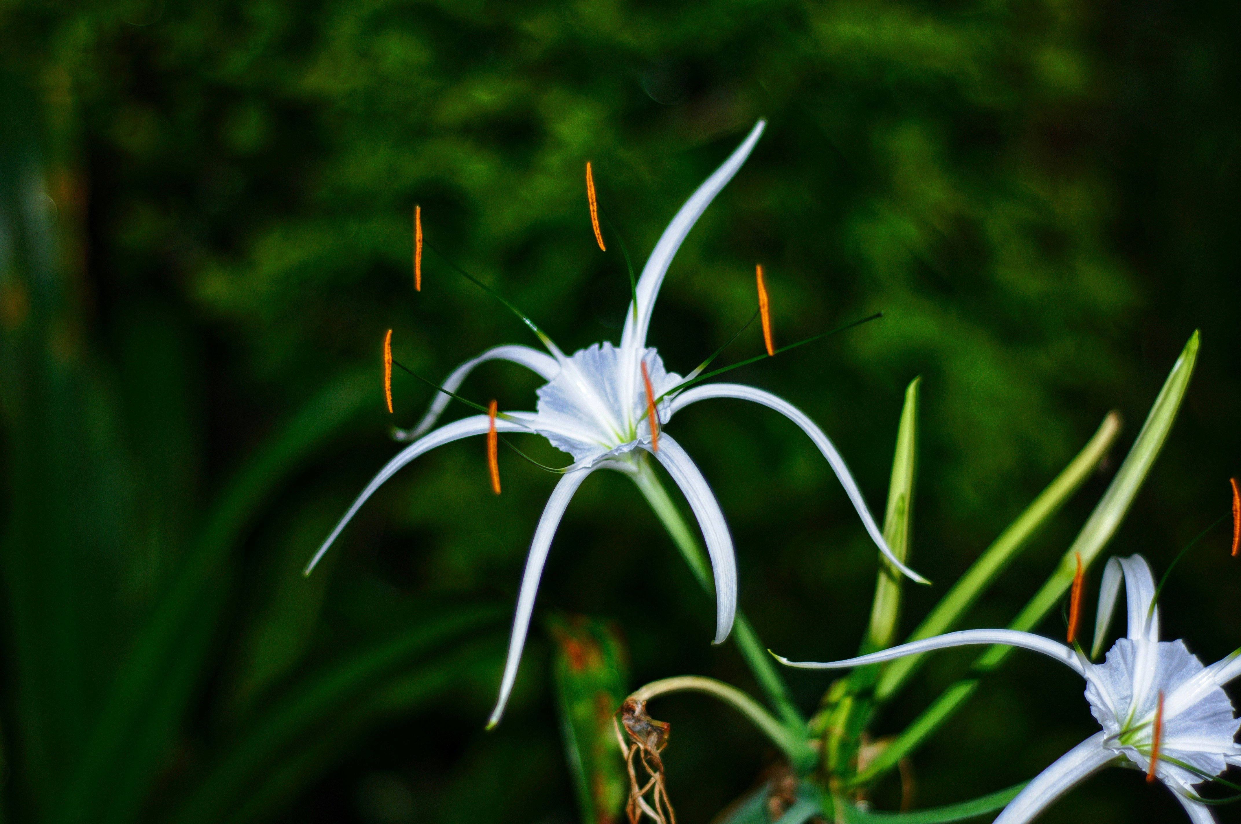 White gratitude: a spider lily flourish against green backdrop