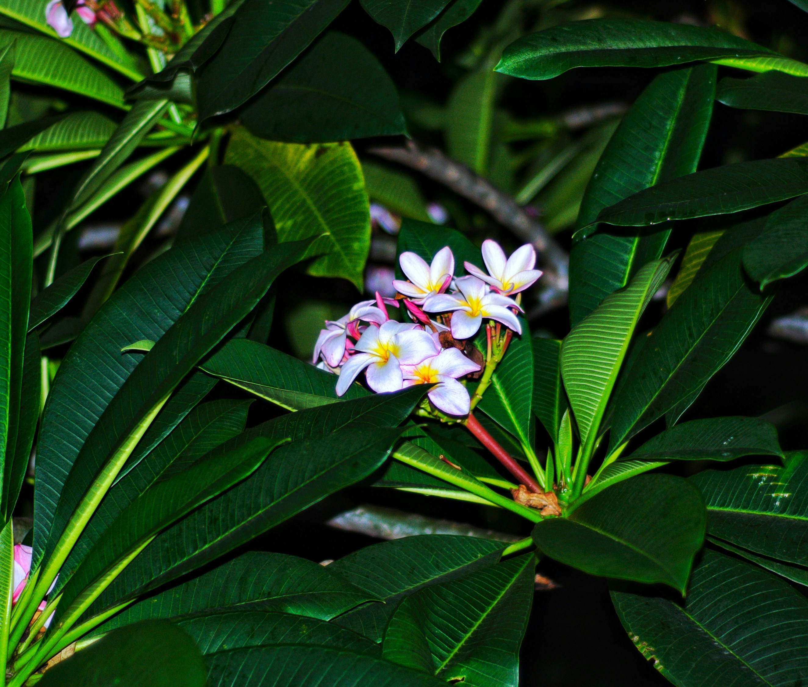 Petals Amid Dark Green: Framing a Burst of Plumeria