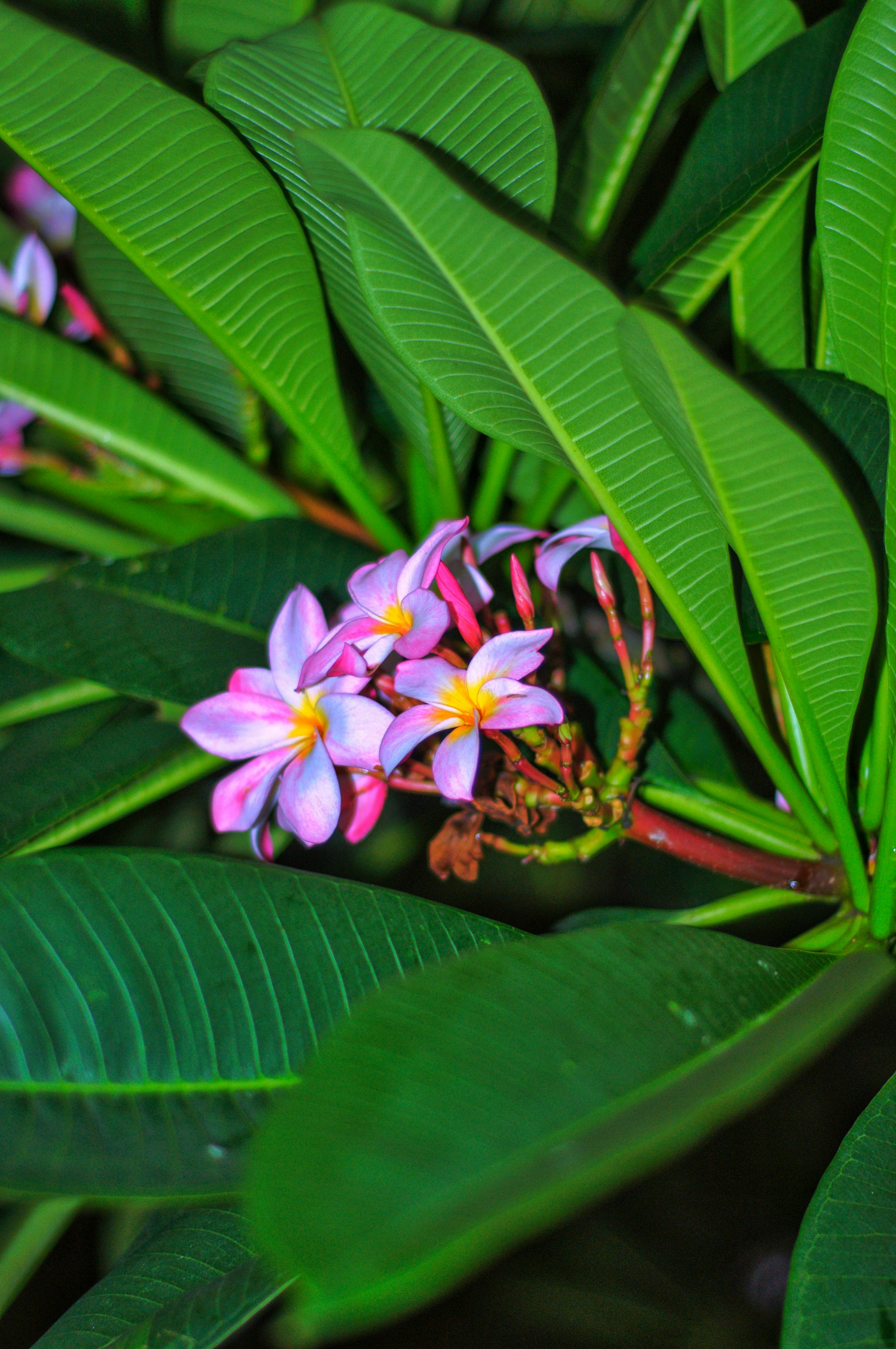 Purple Plumeria Among Green Fronds