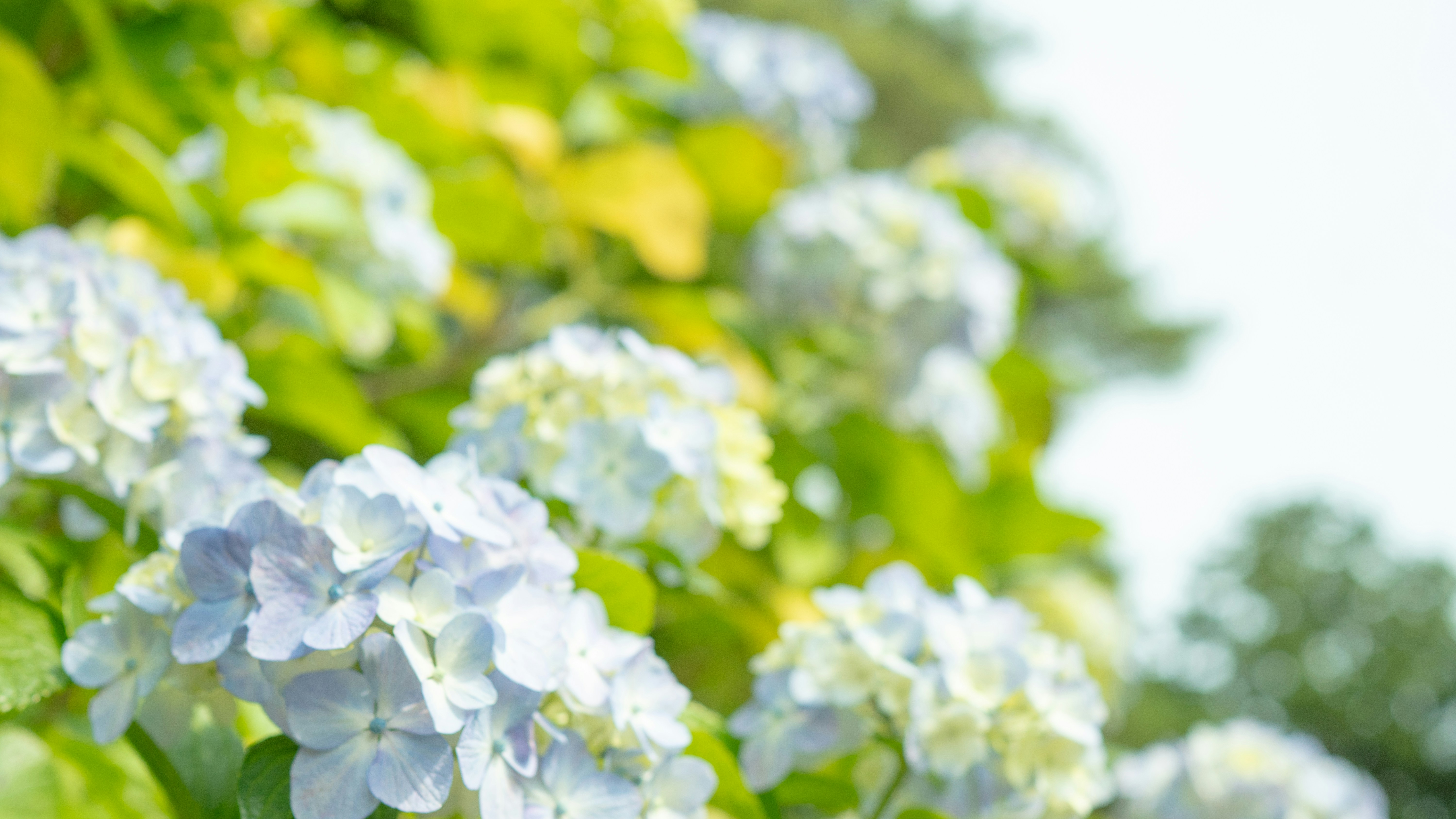 Soft Hydrangea Cascade in Morning Light