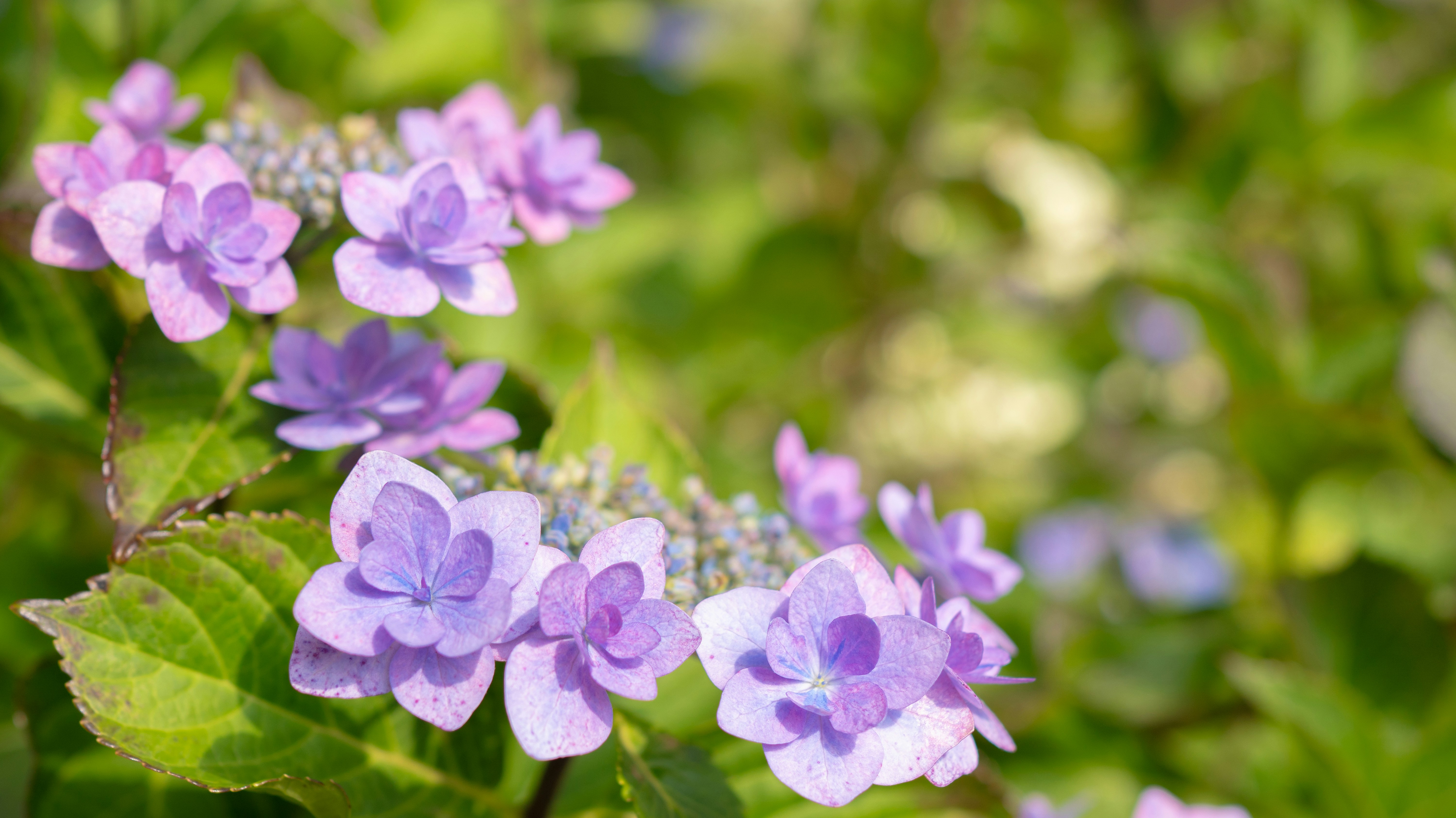 Lavender Hydrangea Moment