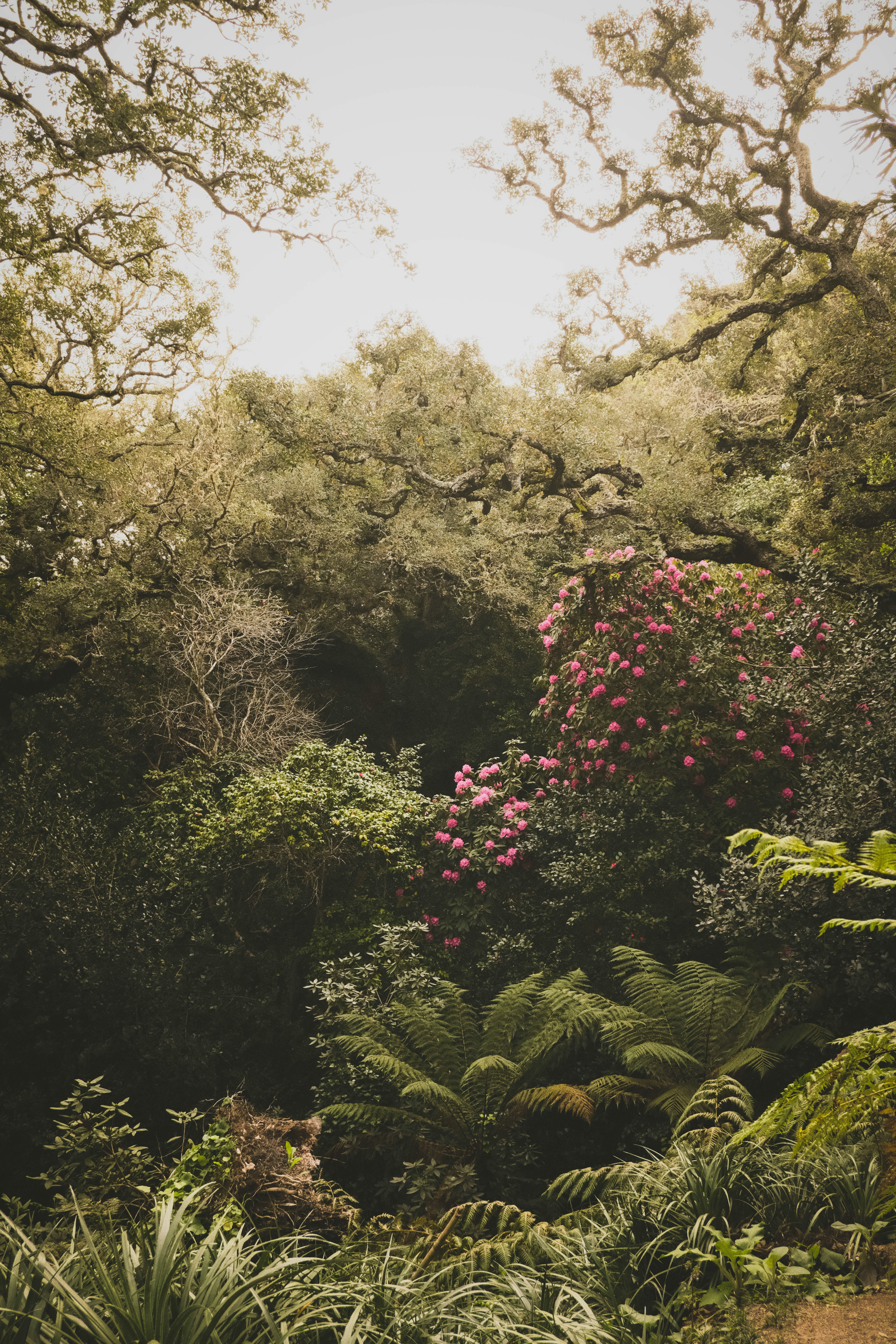Sunlit Fern Garden with Pink Camellias in a Quiet Preserve