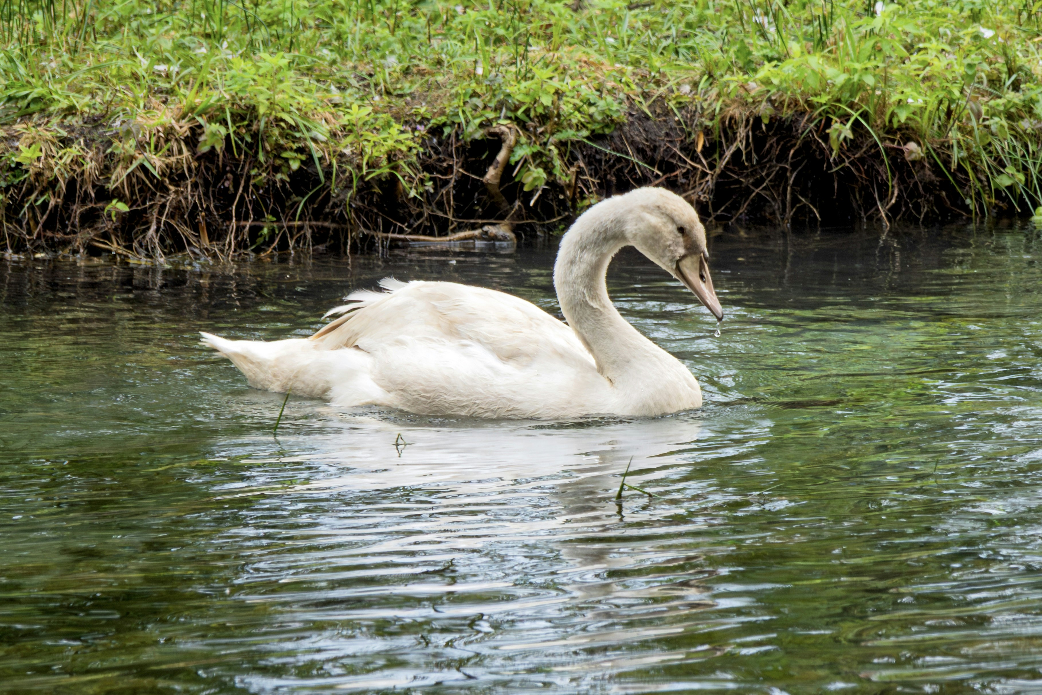 Graceful Swan in Quiet Waters