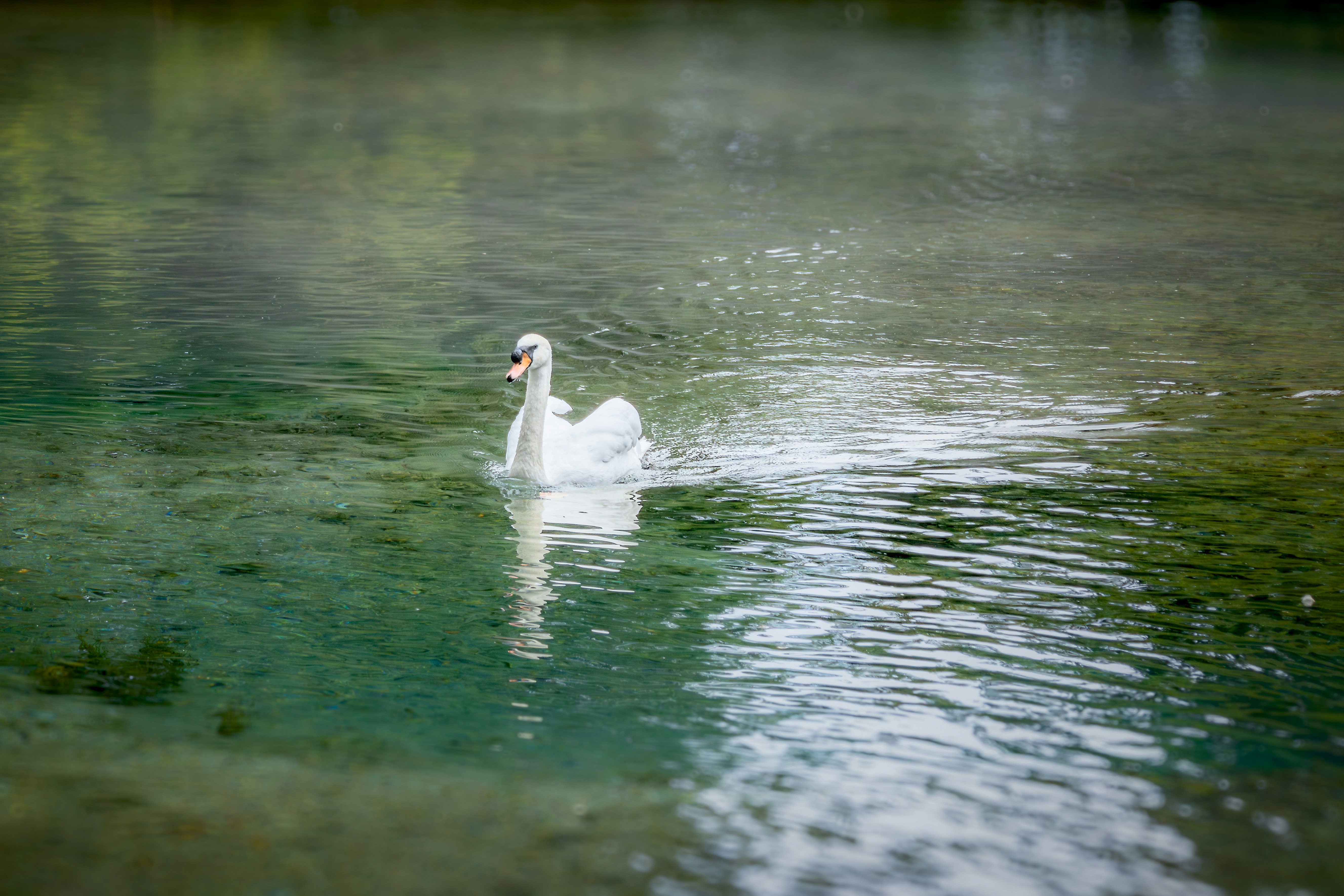 Solitary Swan in Glassy Green Waters