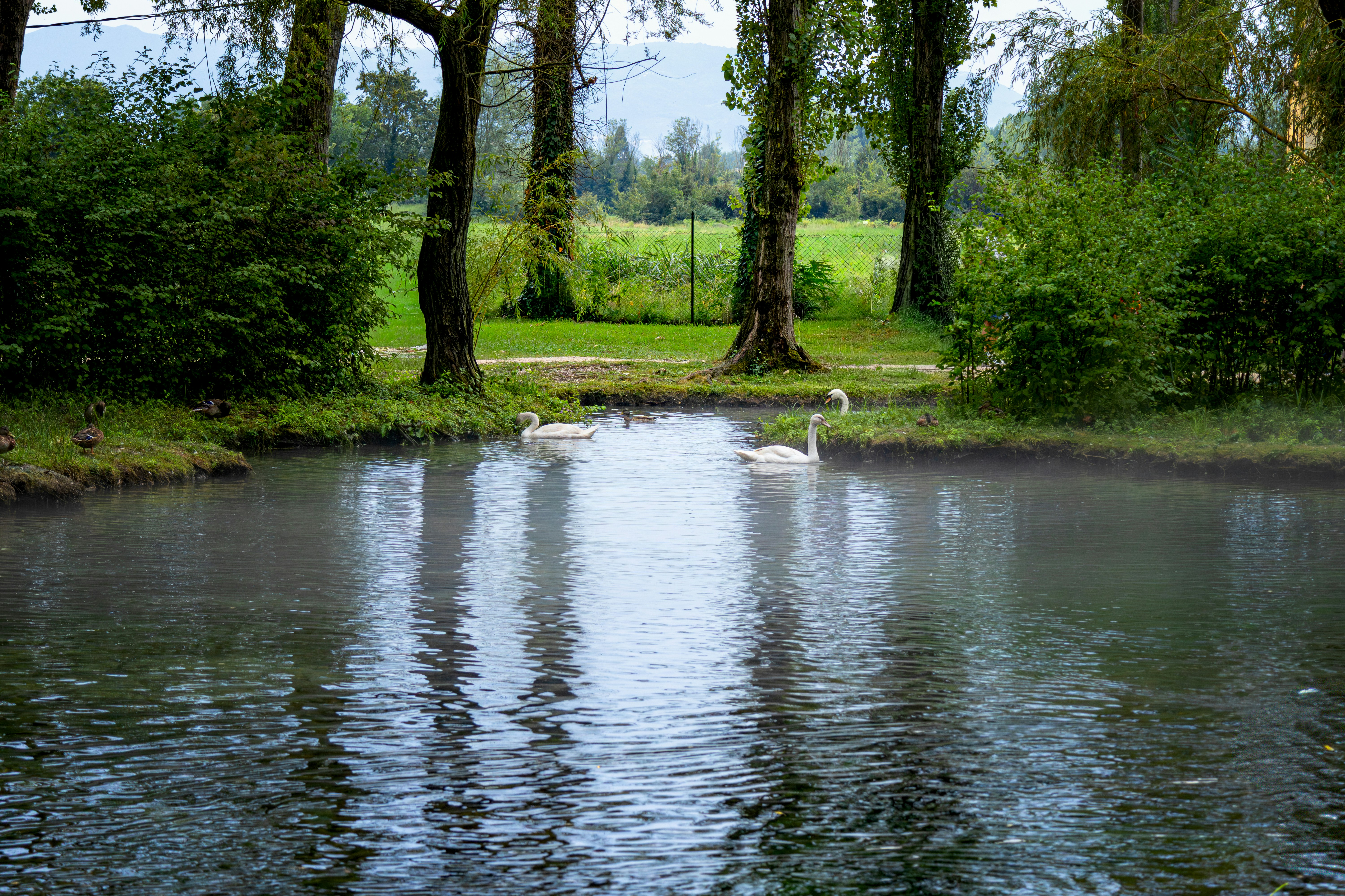 Tranquil Swans at the Edge of the Quiet Pond