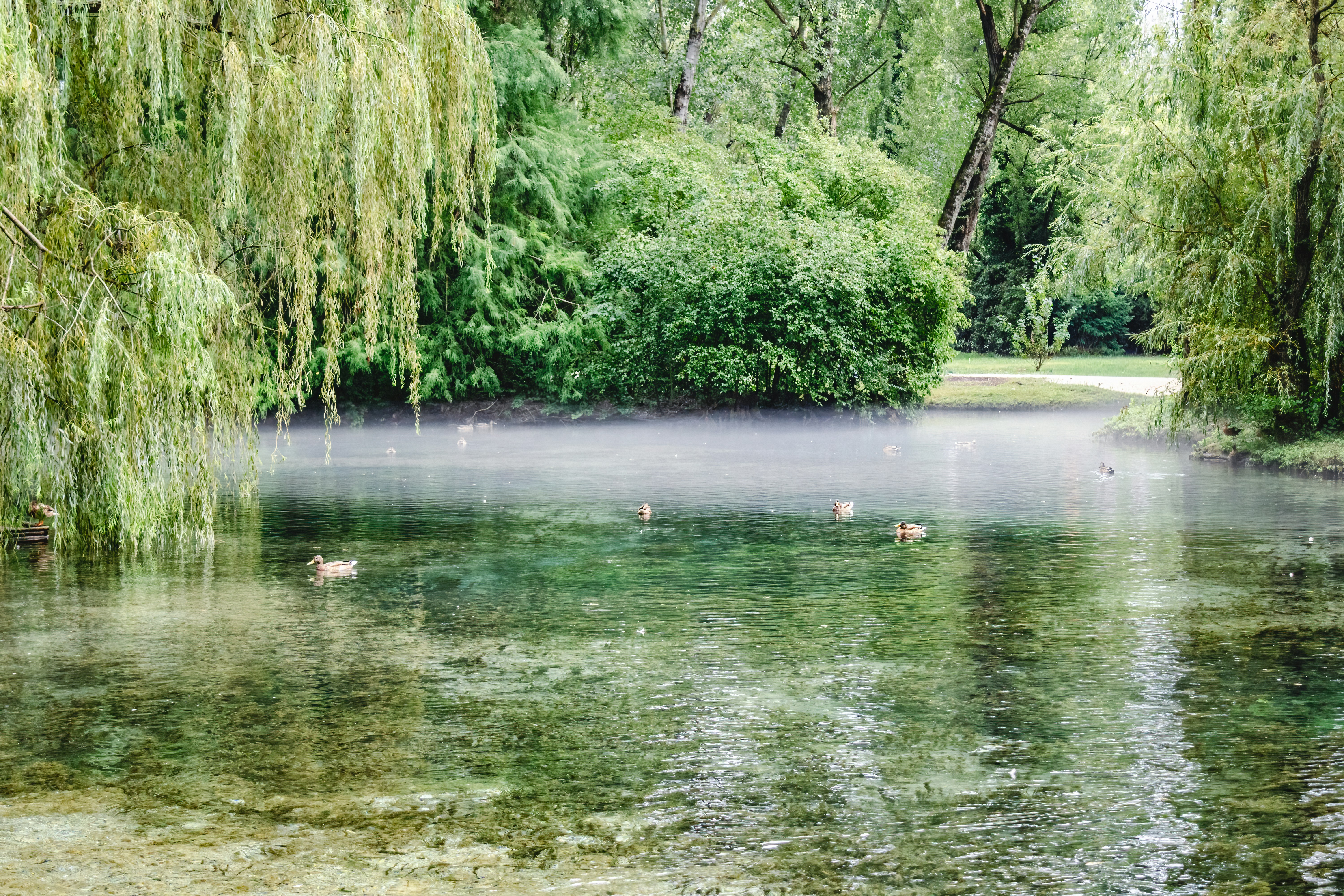 Calm Pond at the Edge of a Willow-Draped Park