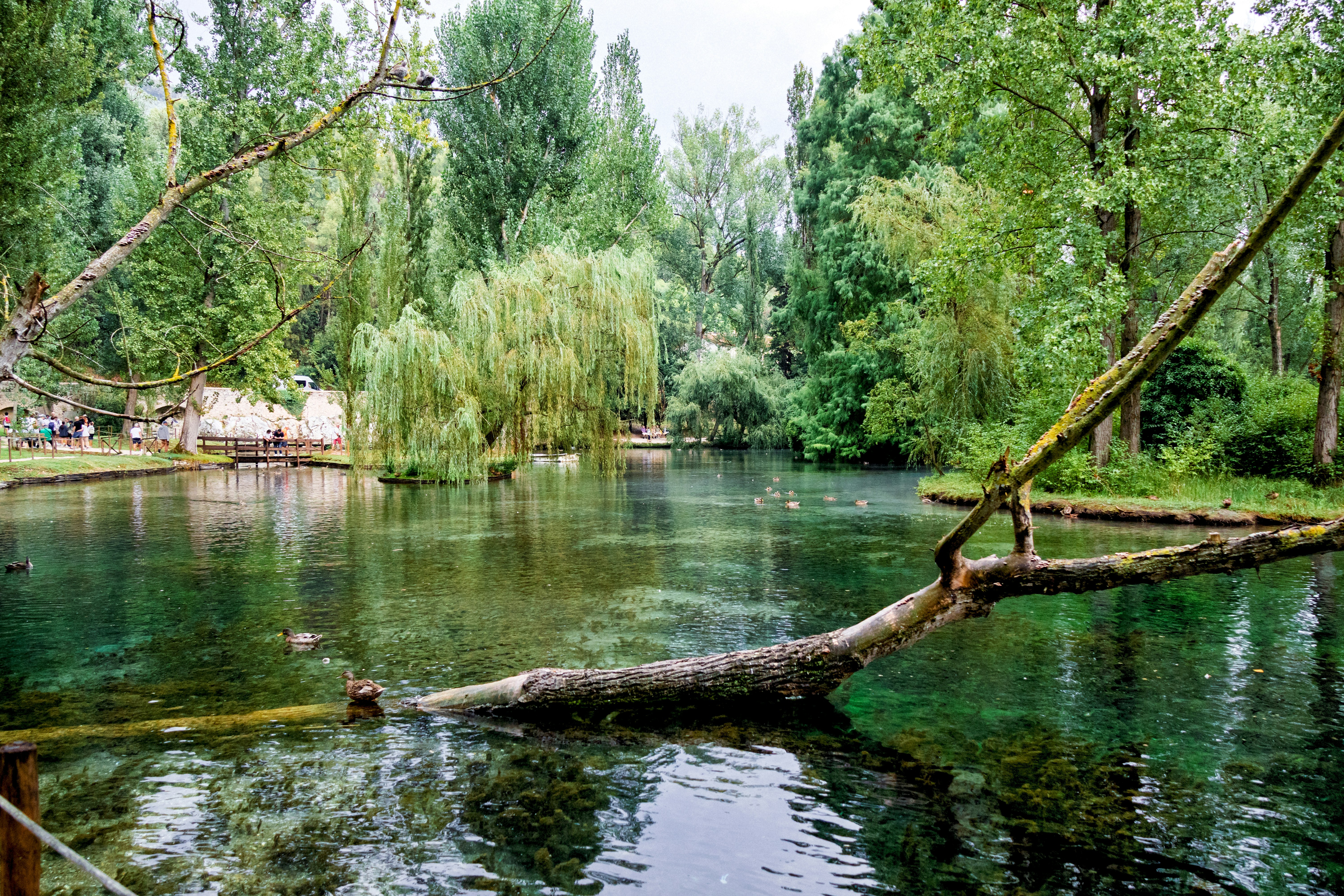 Fallen Branch Crossing a Serene River Canyon