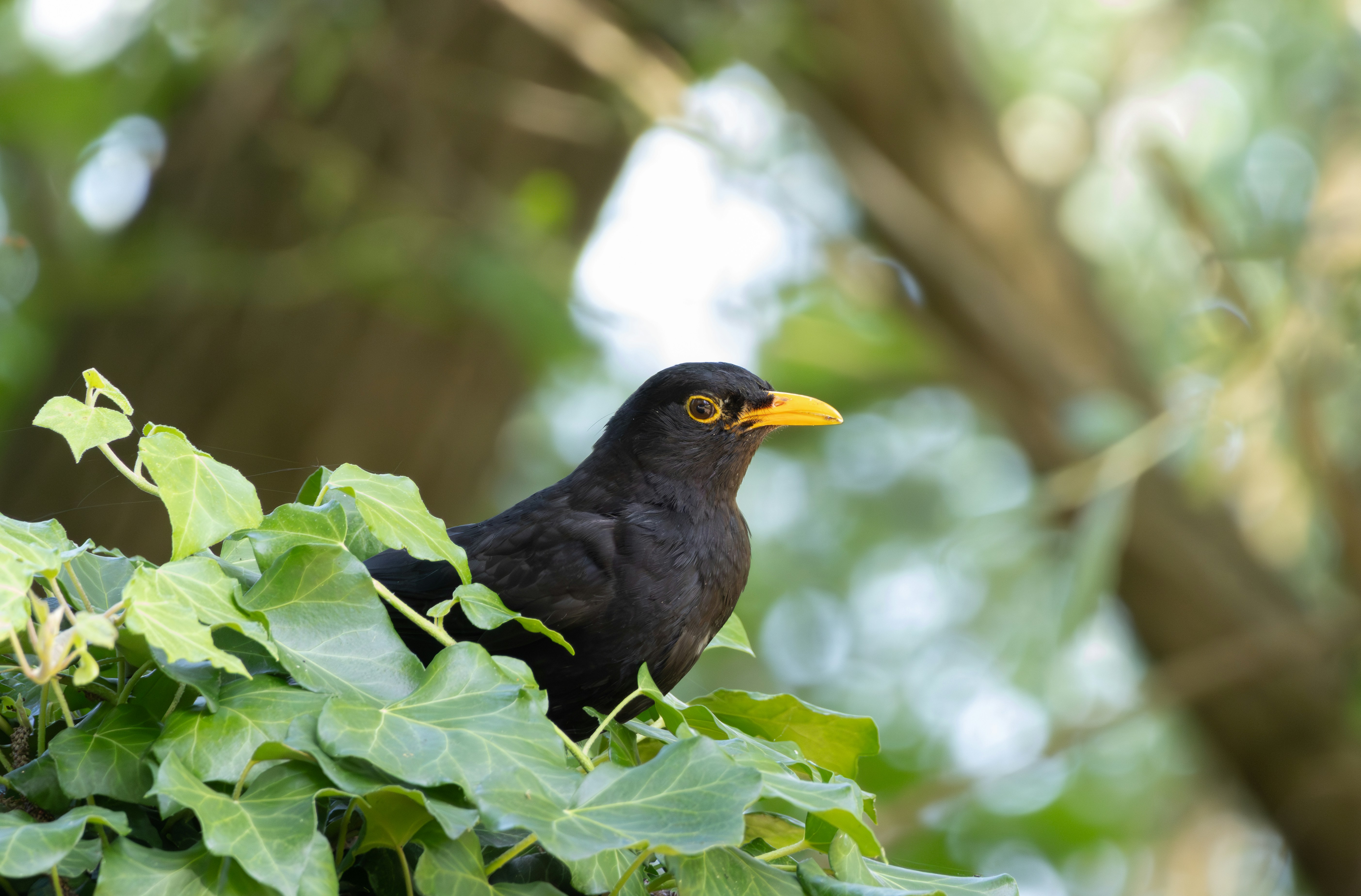 Blackbird Watch: A Sharp-Eyed Seed-Guard Among Ivy