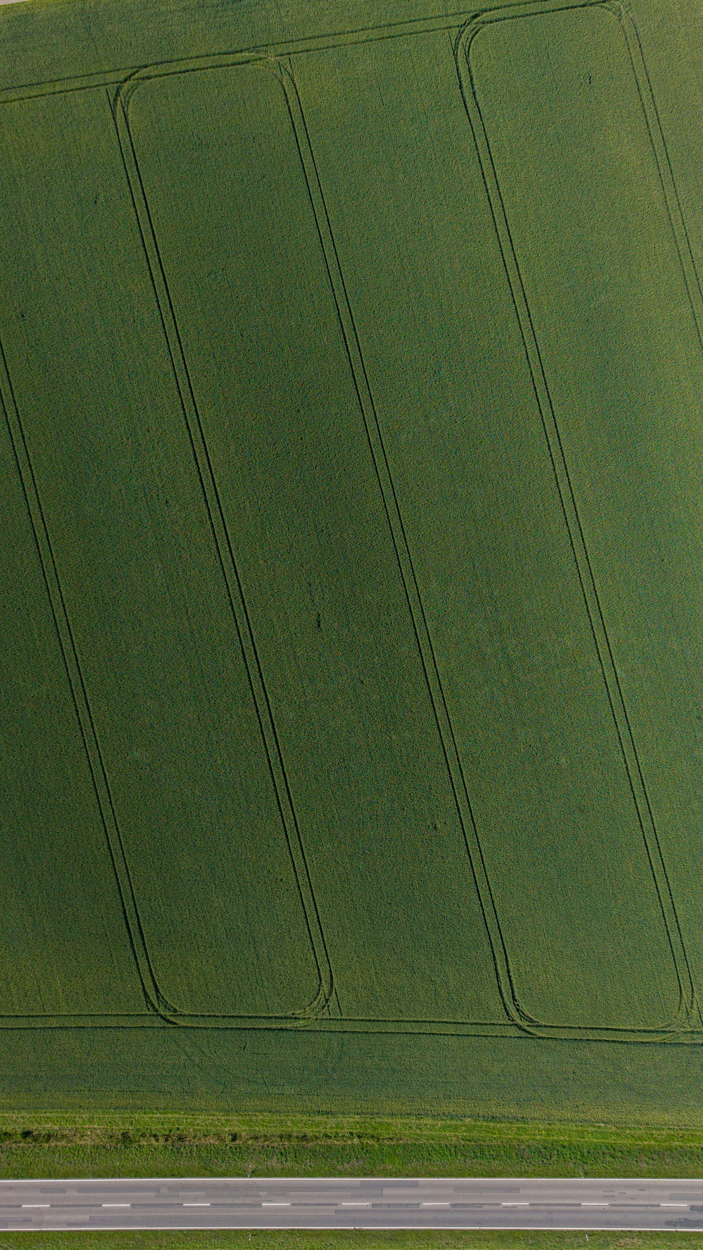 Green agricultural field with tractor lines next to a road.