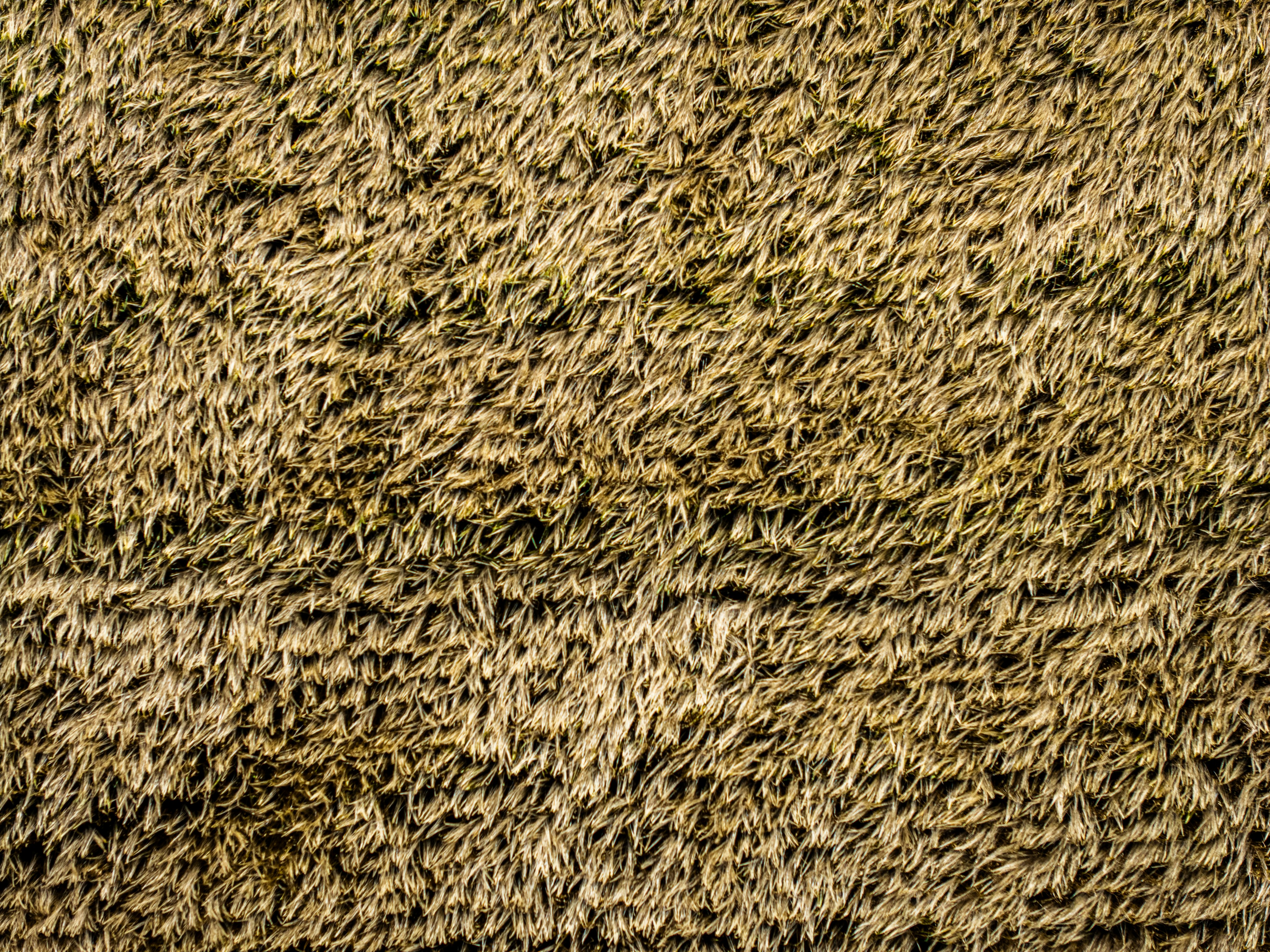 Golden Tangle: Close-Up of Woven Stalks