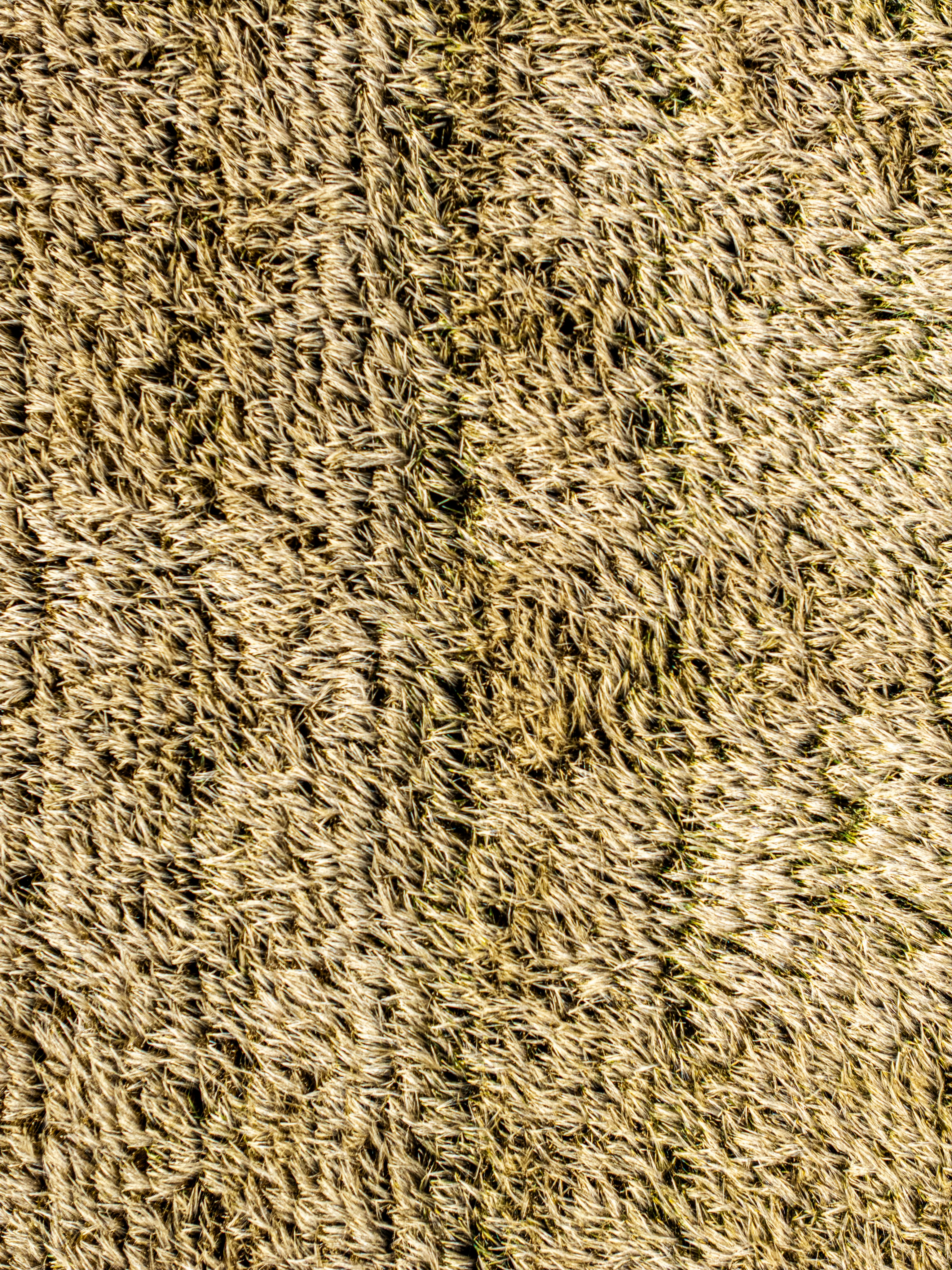 Stalks of Gold: A Quiet Field Close-Up