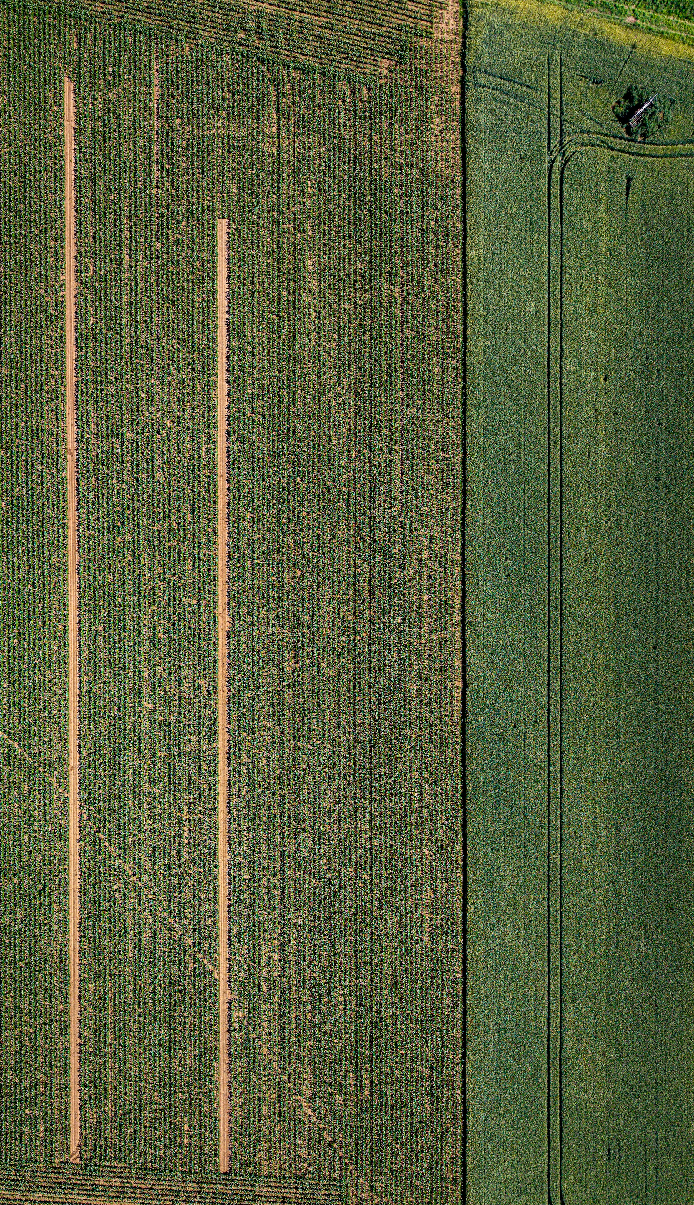 Parallel Paths: A Drone View of Cropped Fields