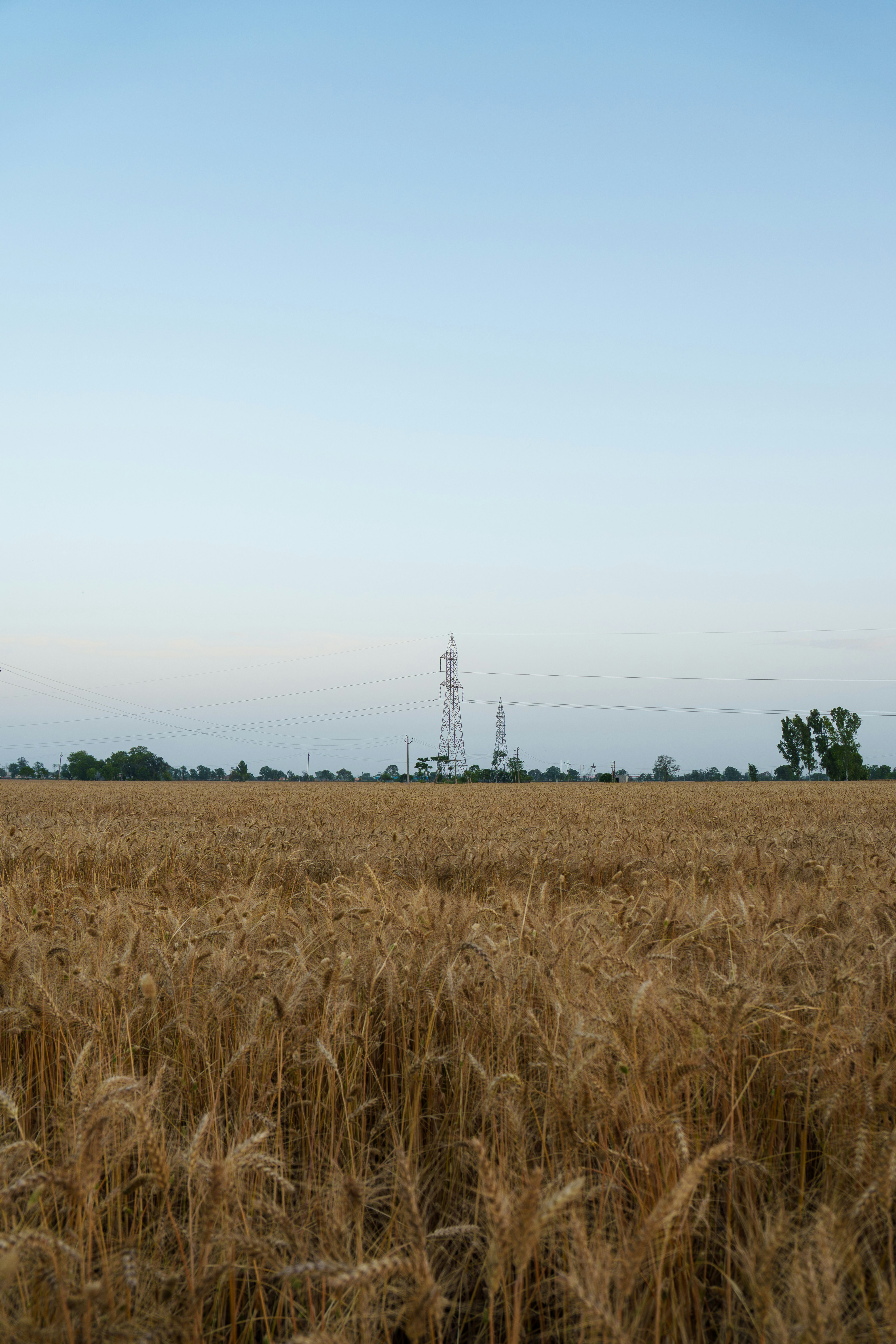 Golden Field Horizon Under Open Sky