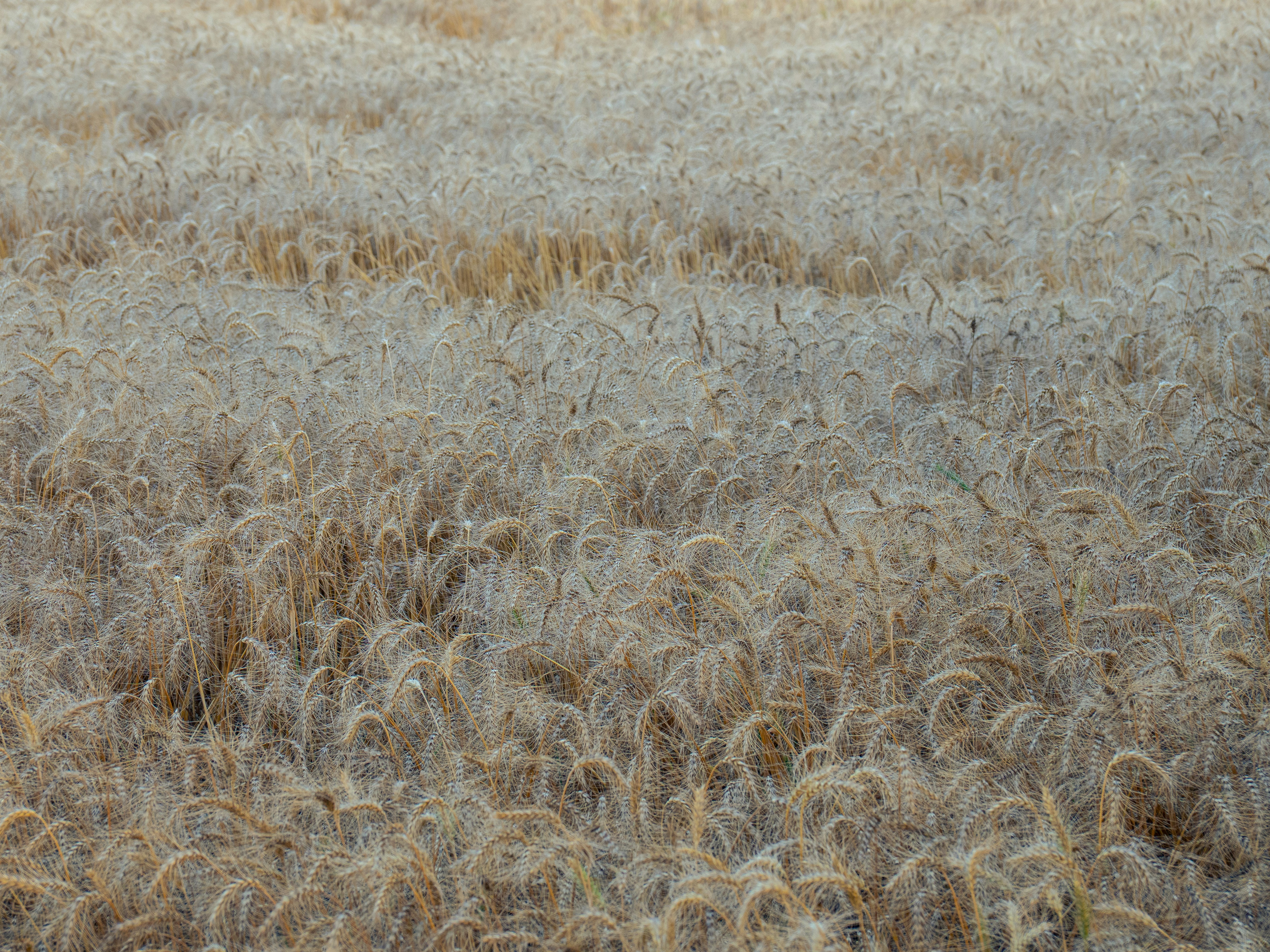 Golden Field in Quiet Morning Light