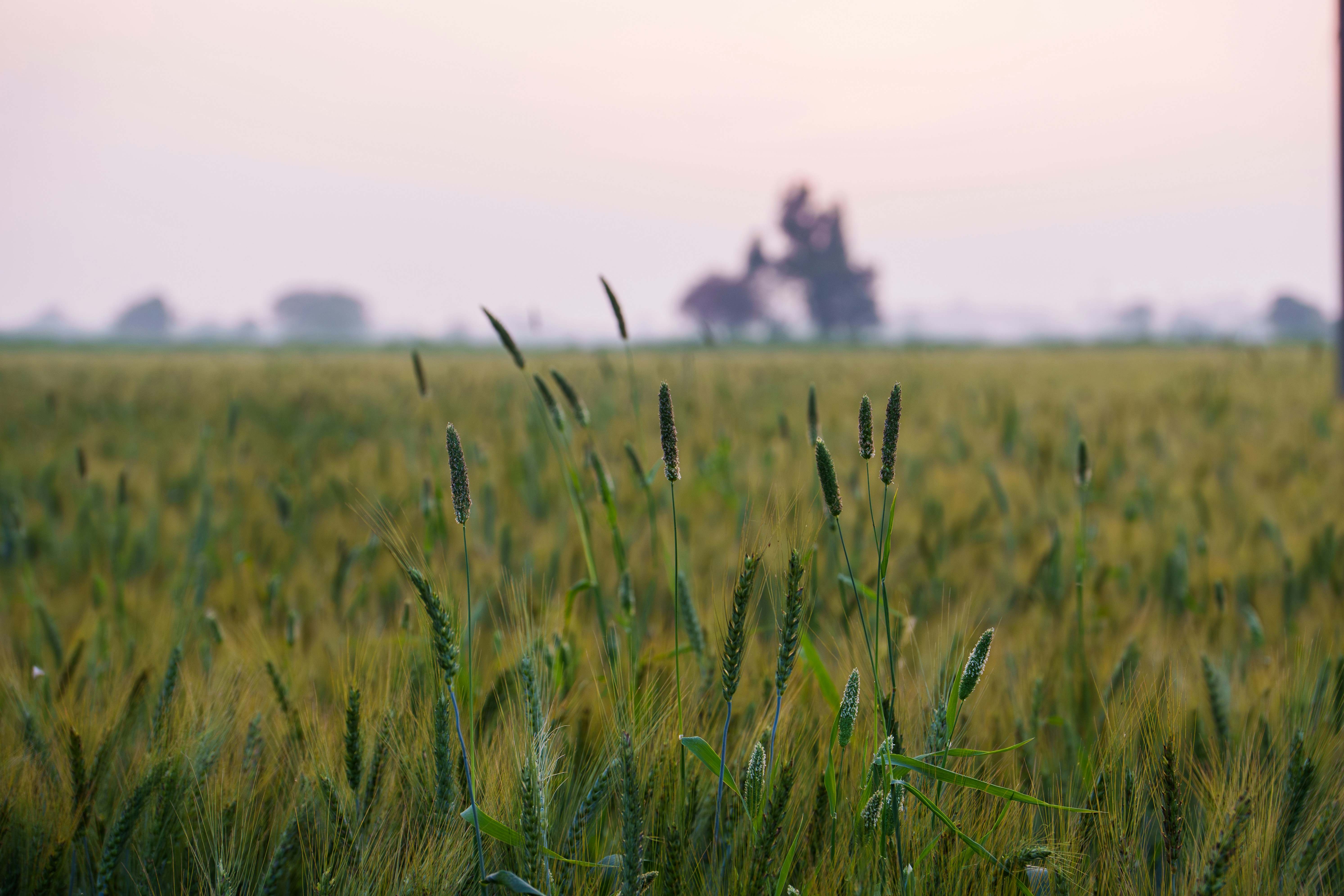 Dawn in the Grain: Foreground Ears Awake as the Field Breathes