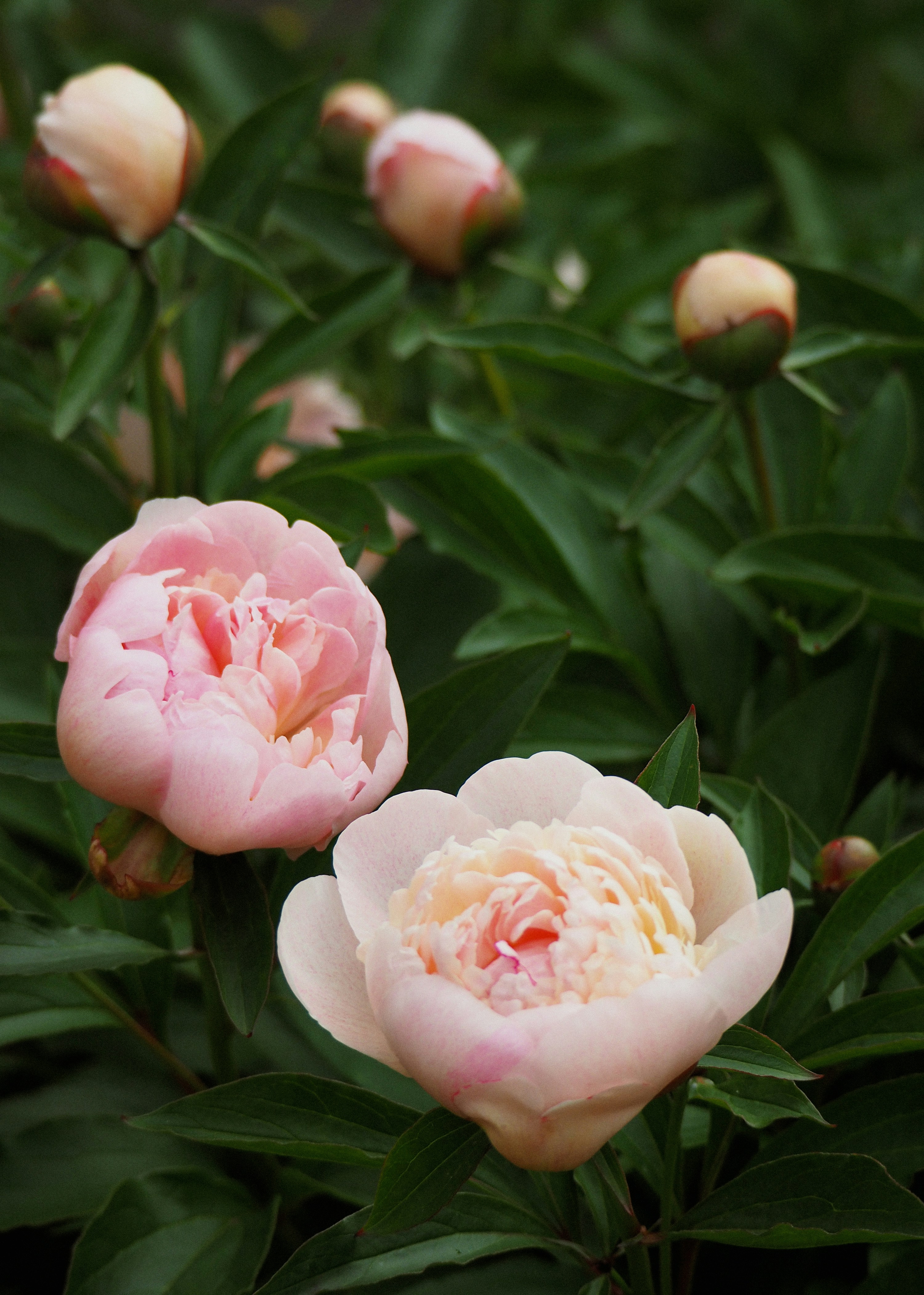 Soft-petaled pink peonies in a garden frame