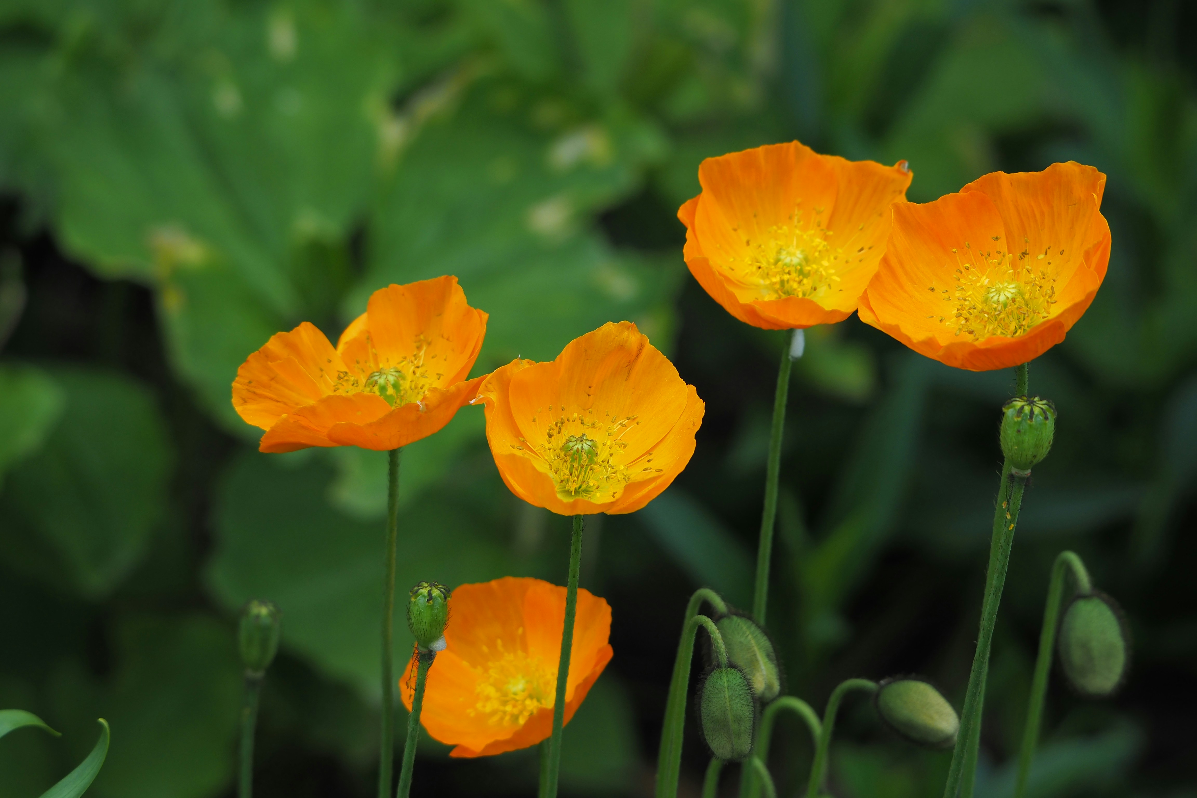 Amber Orbs in a Quiet Green Field