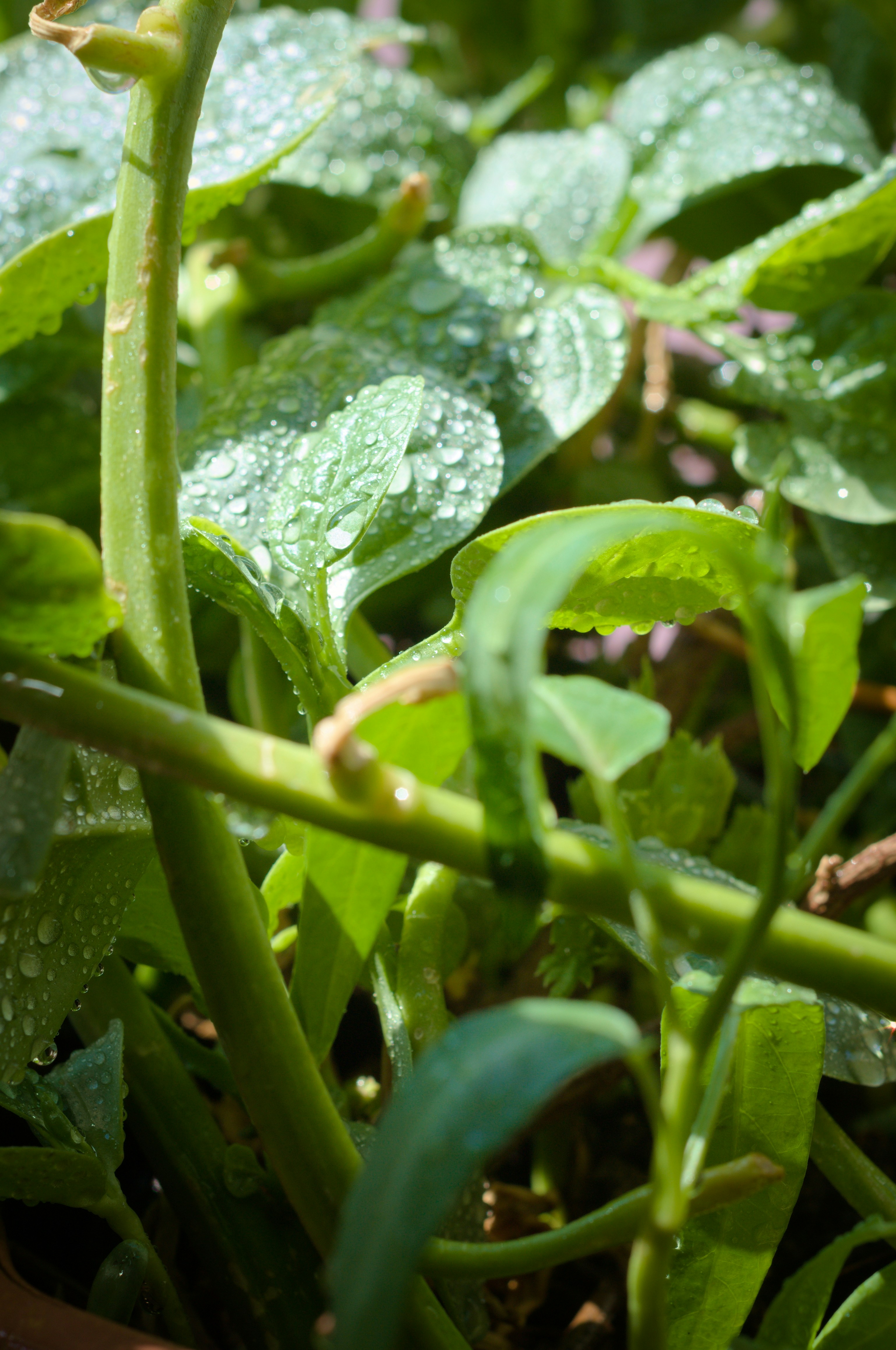 Dew-kissed Greenery: A Cropped Moment Amidst Verdant Stems