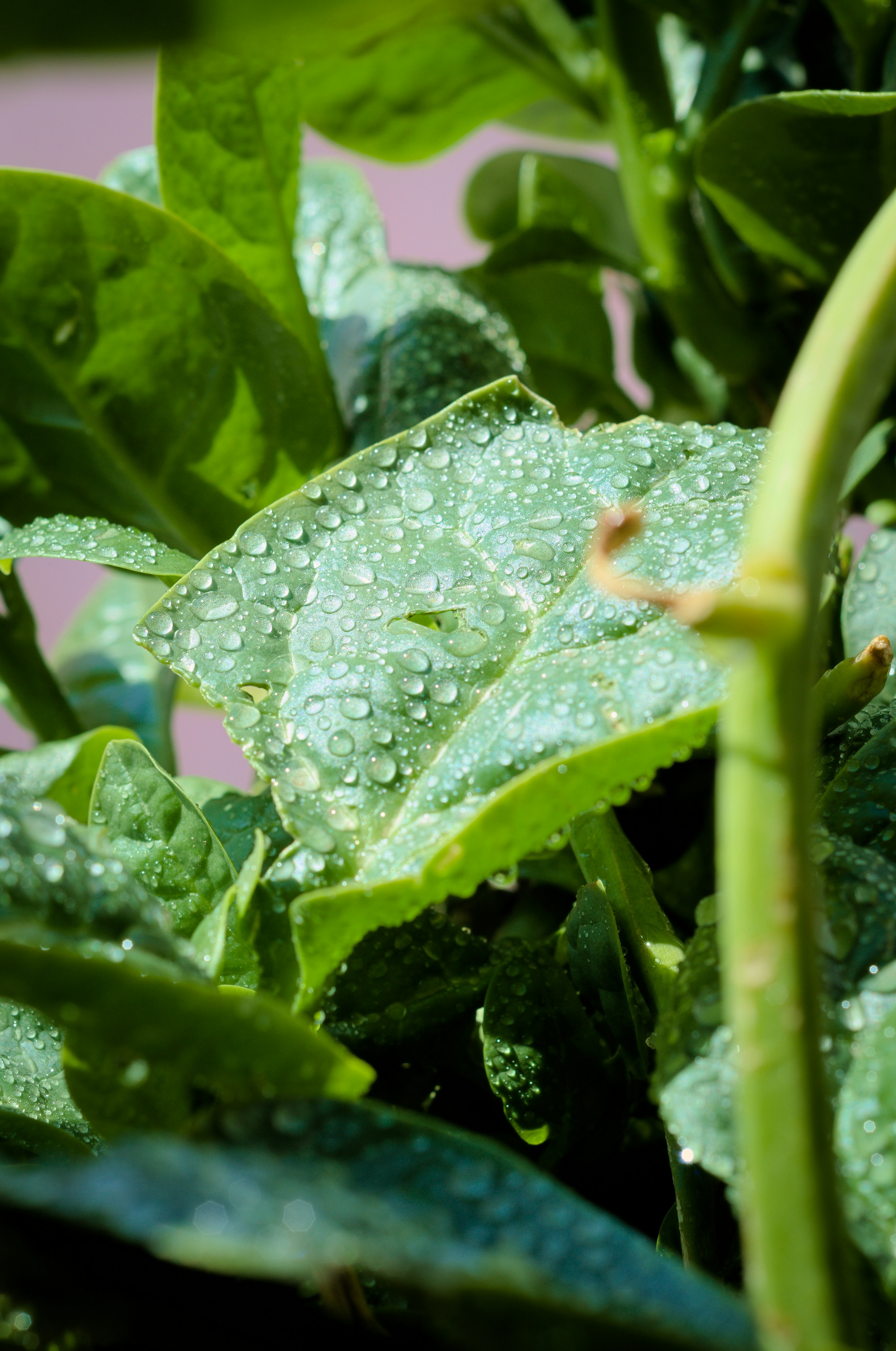 Dew-Crowned Leaf Amidst Verdant Depths