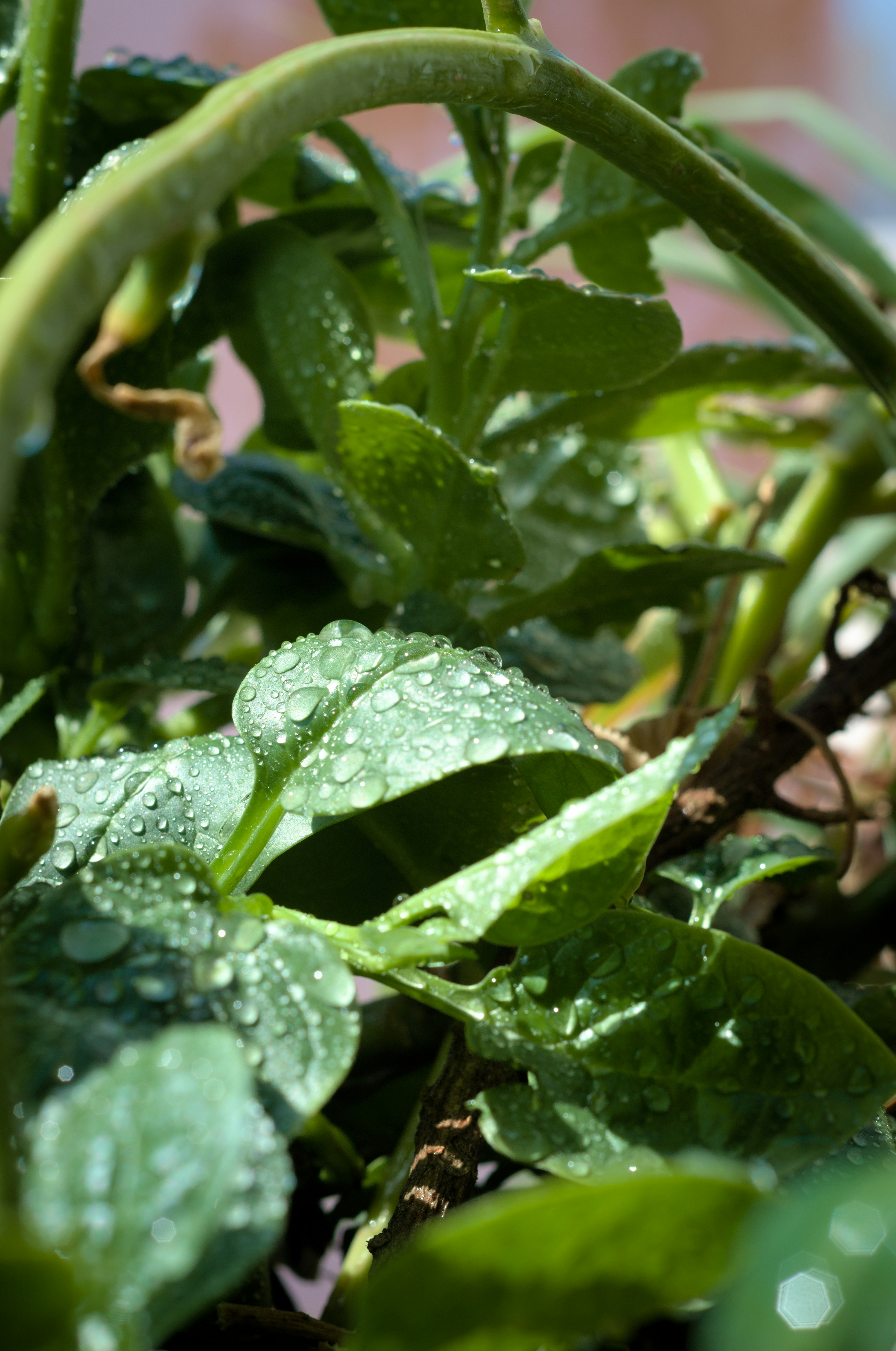 Dew-kissed Greenery: Close-Up of Leaf Textures After Morning Rain