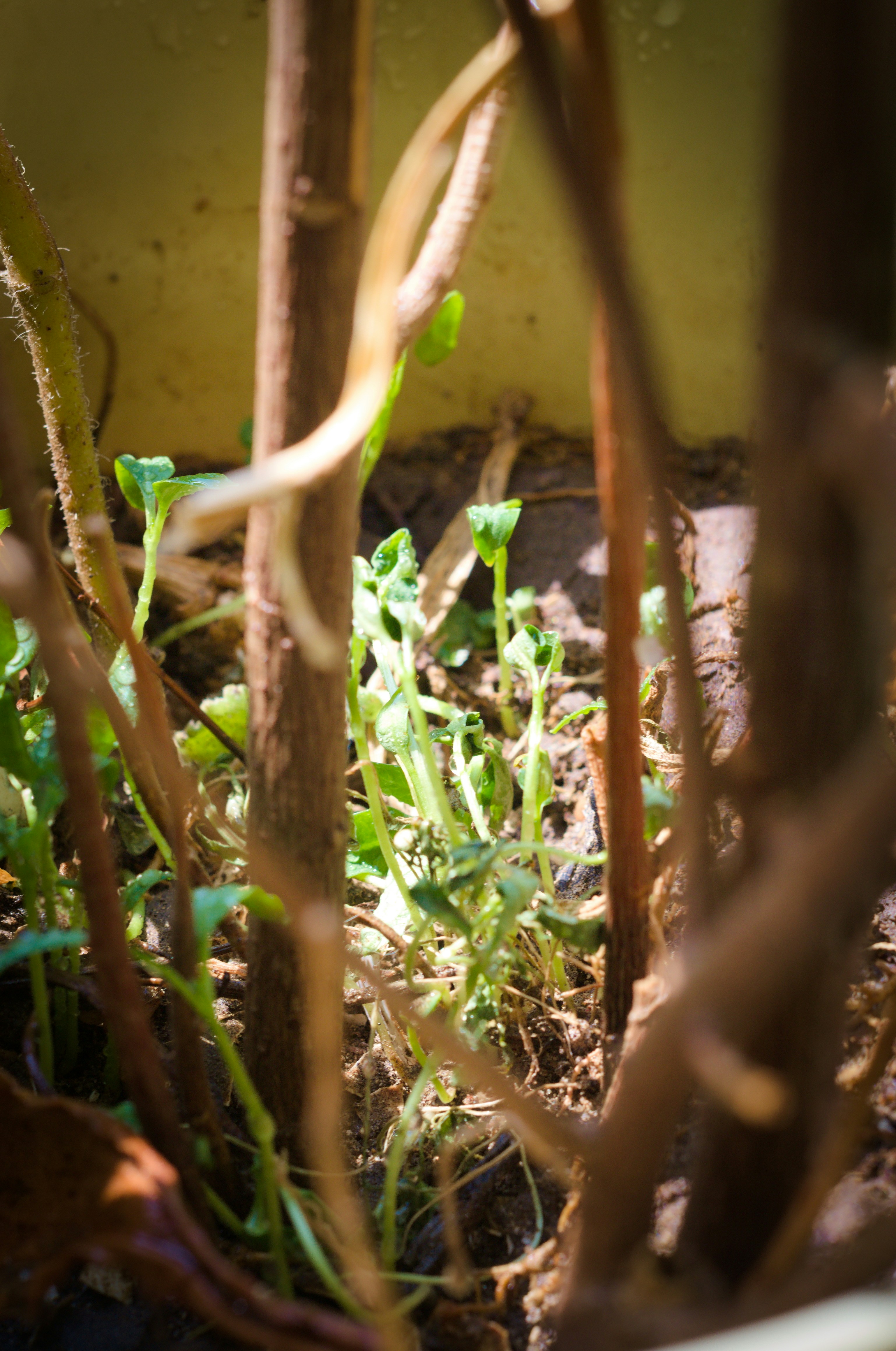 Vines and saplings reaching for light between damp stems