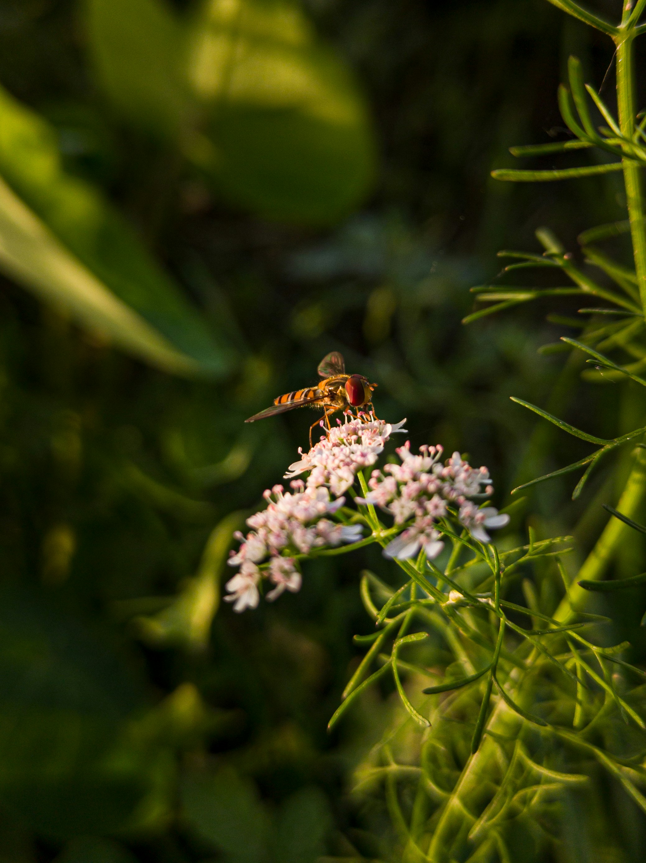 Hovering Nectar: A Honeybee’s Delicate Moment on Pink Queen’s Flower