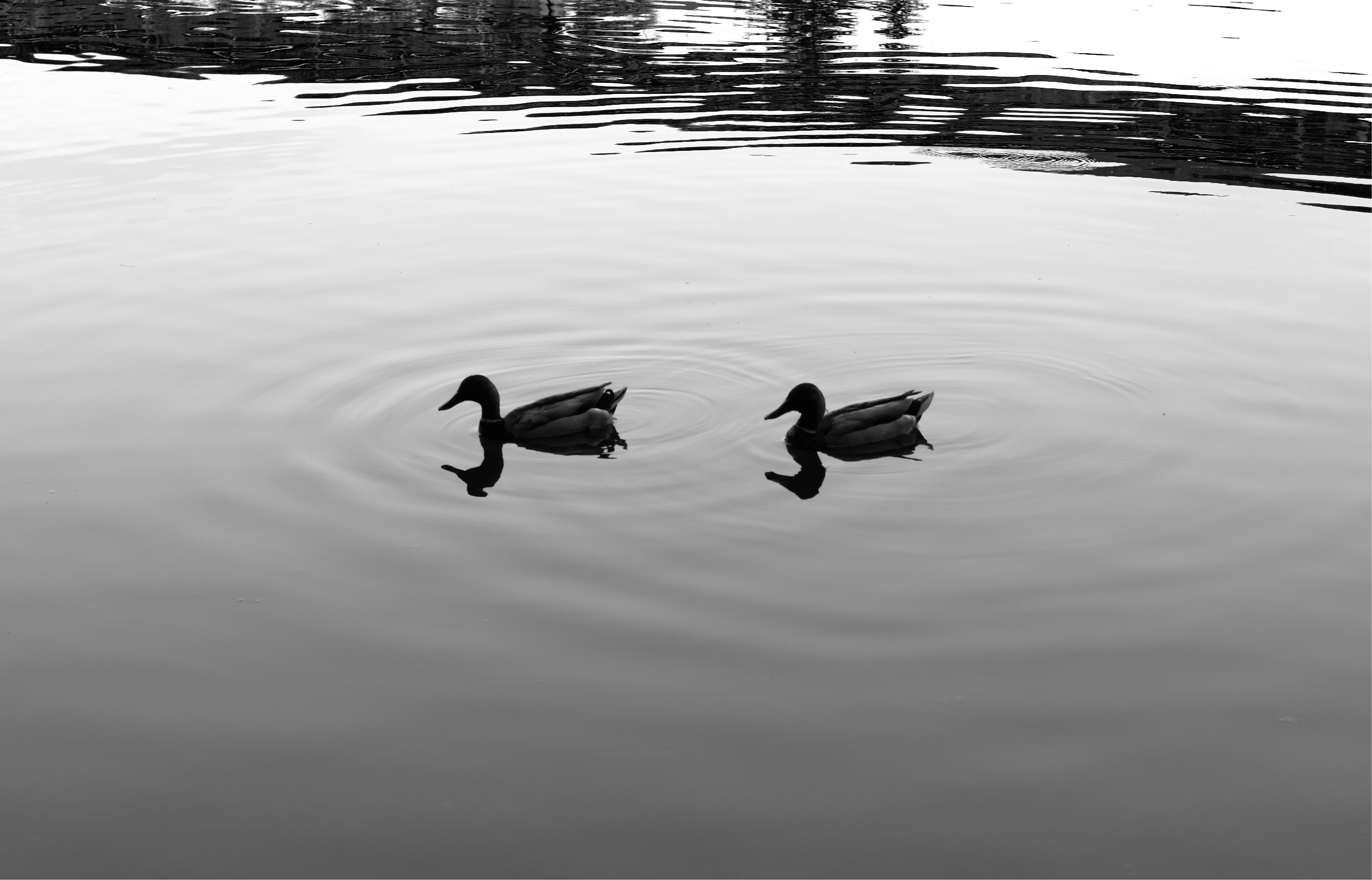 Twin Coot Silhouettes on a Calm, Moonlit Lake
