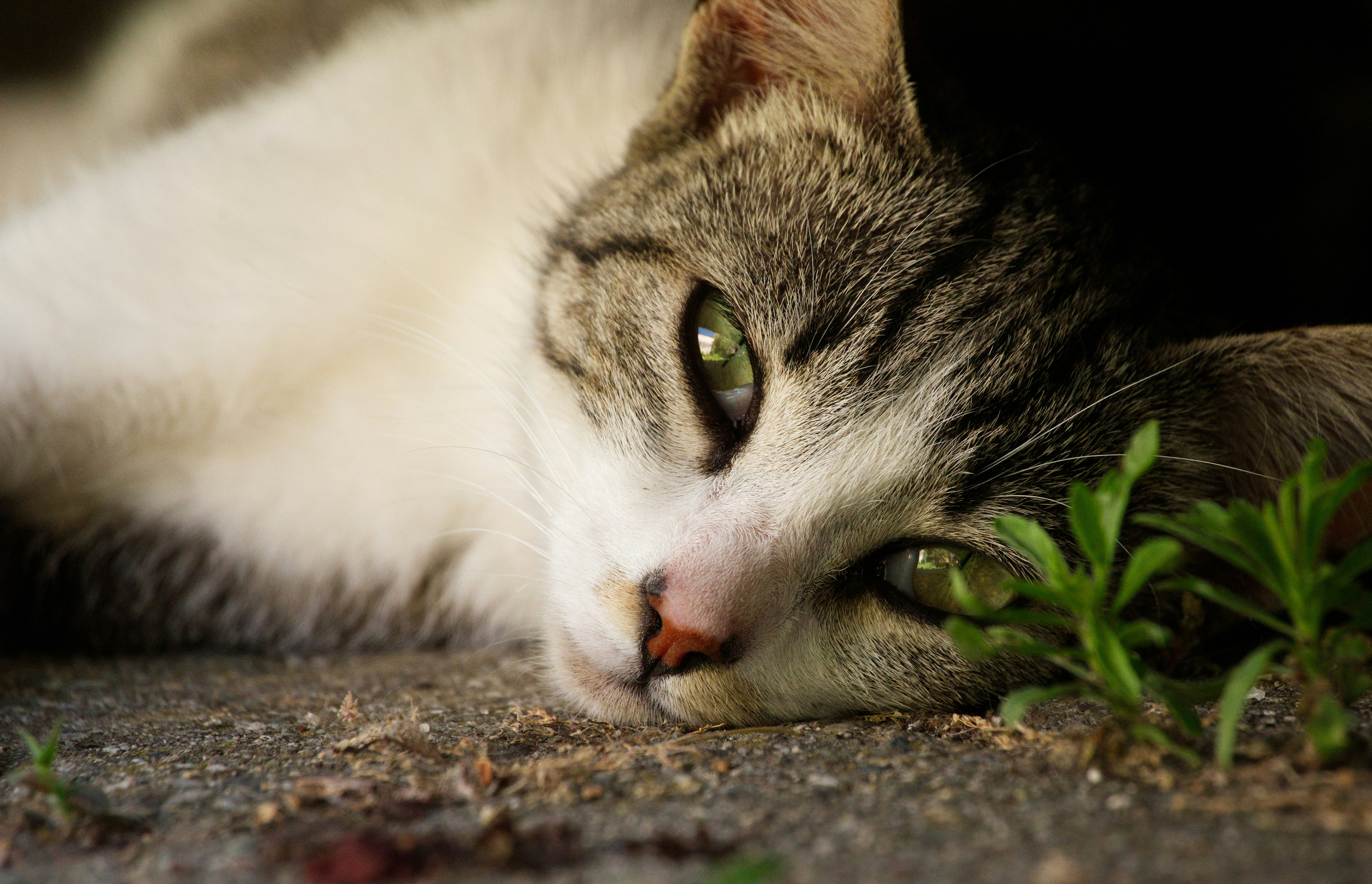 Composed in Repose: A Quiet Pair of Eyes Awake on Gravel