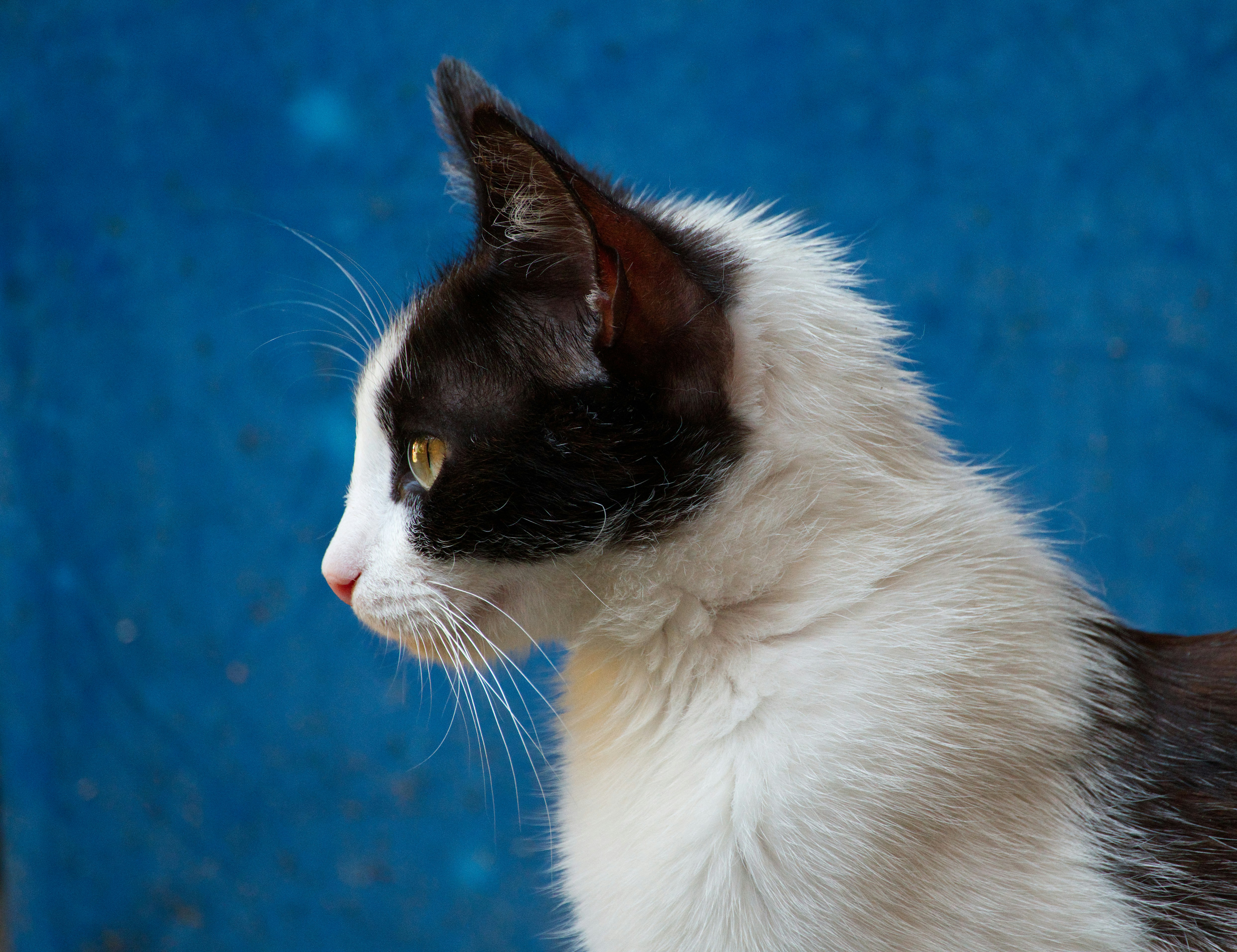 Black and white cat in profile against a blue wall.