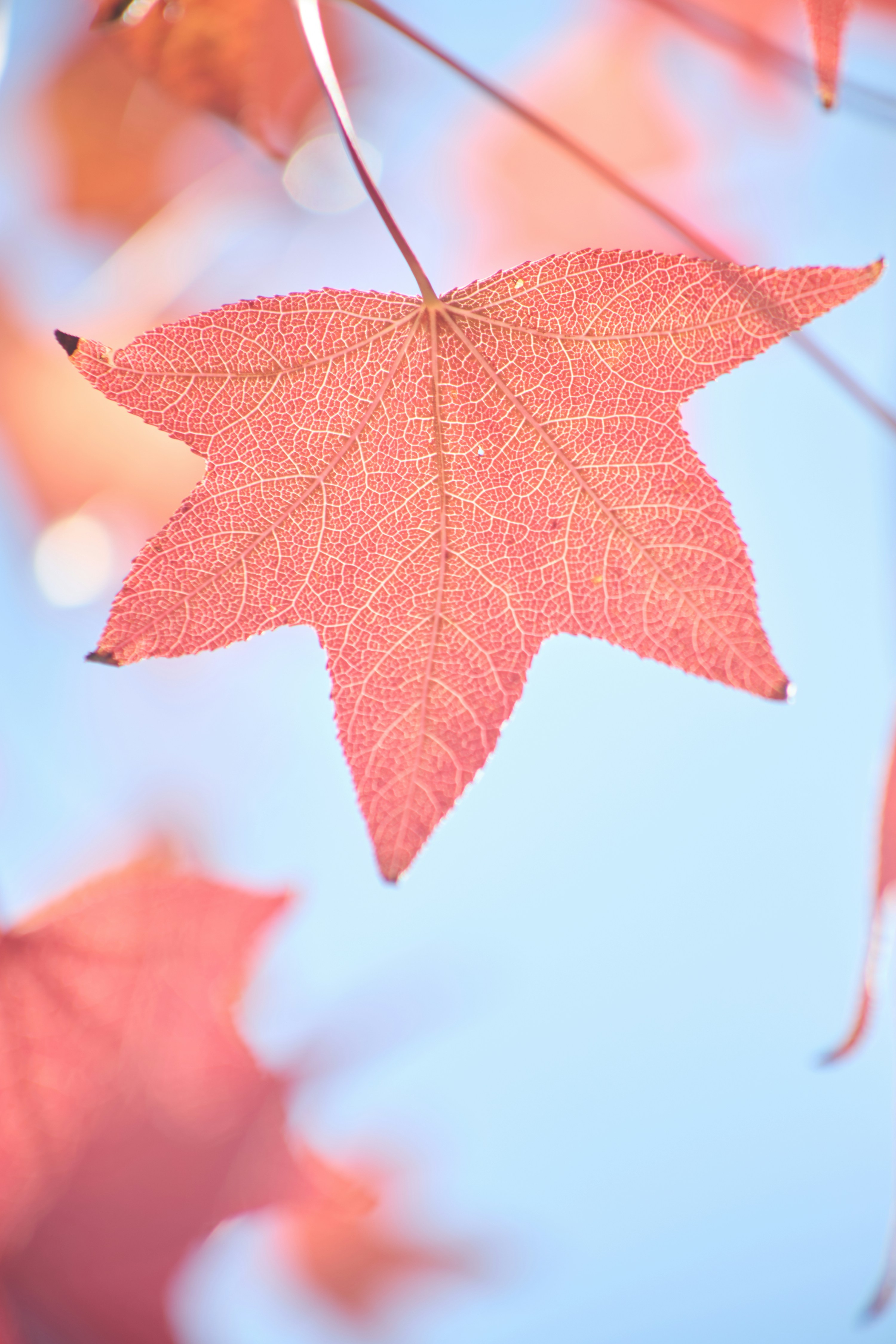 Crimson Maple: Sunlit Veins Against a Sky-Blue Backdrop