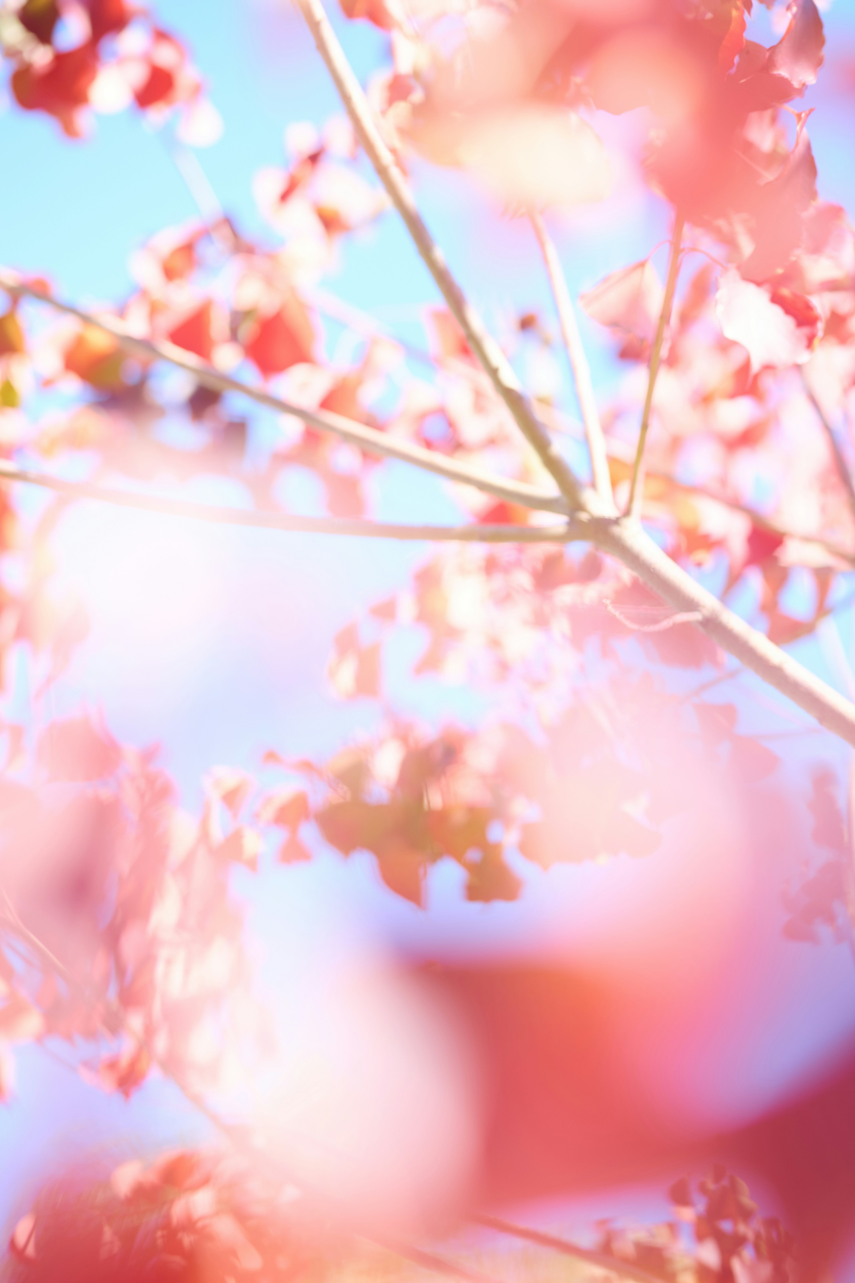 Soft Bloom: A Branch of Spring in Blurred Pastel Light