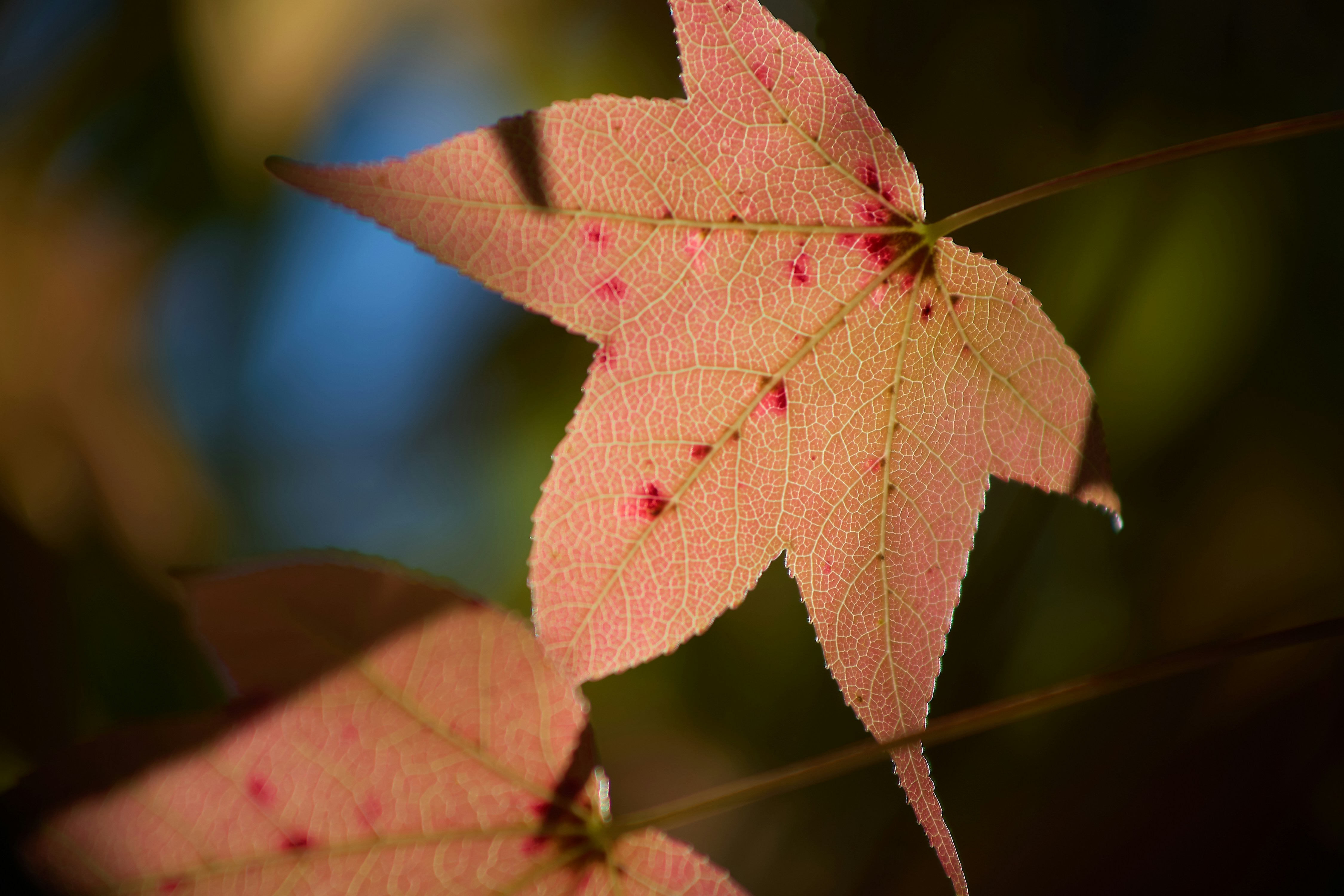 Autumn Leaf Close-Up: Veins, Pink Edges, and Soft Backlight