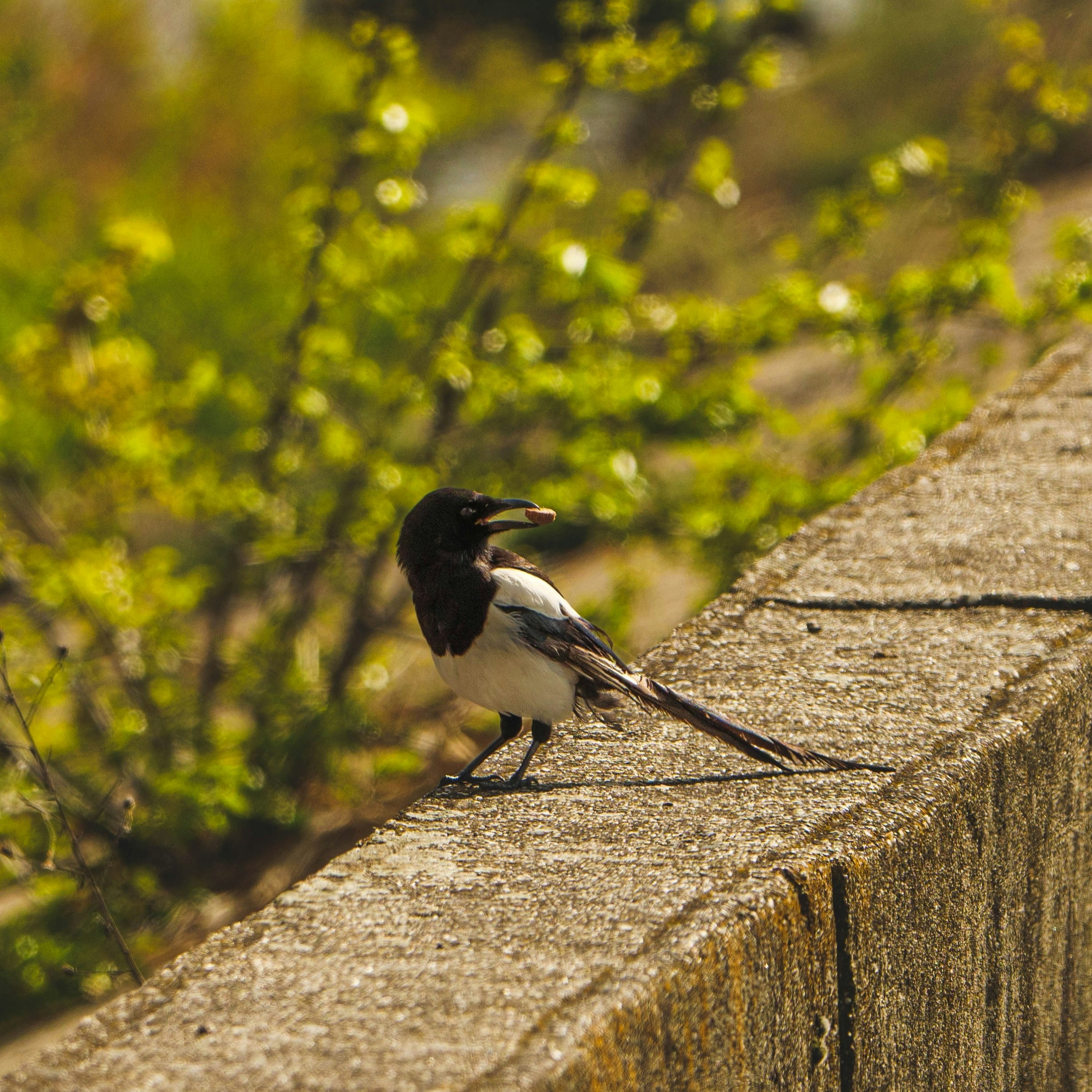 White-bellied Blackbird on a sunlit concrete parapet