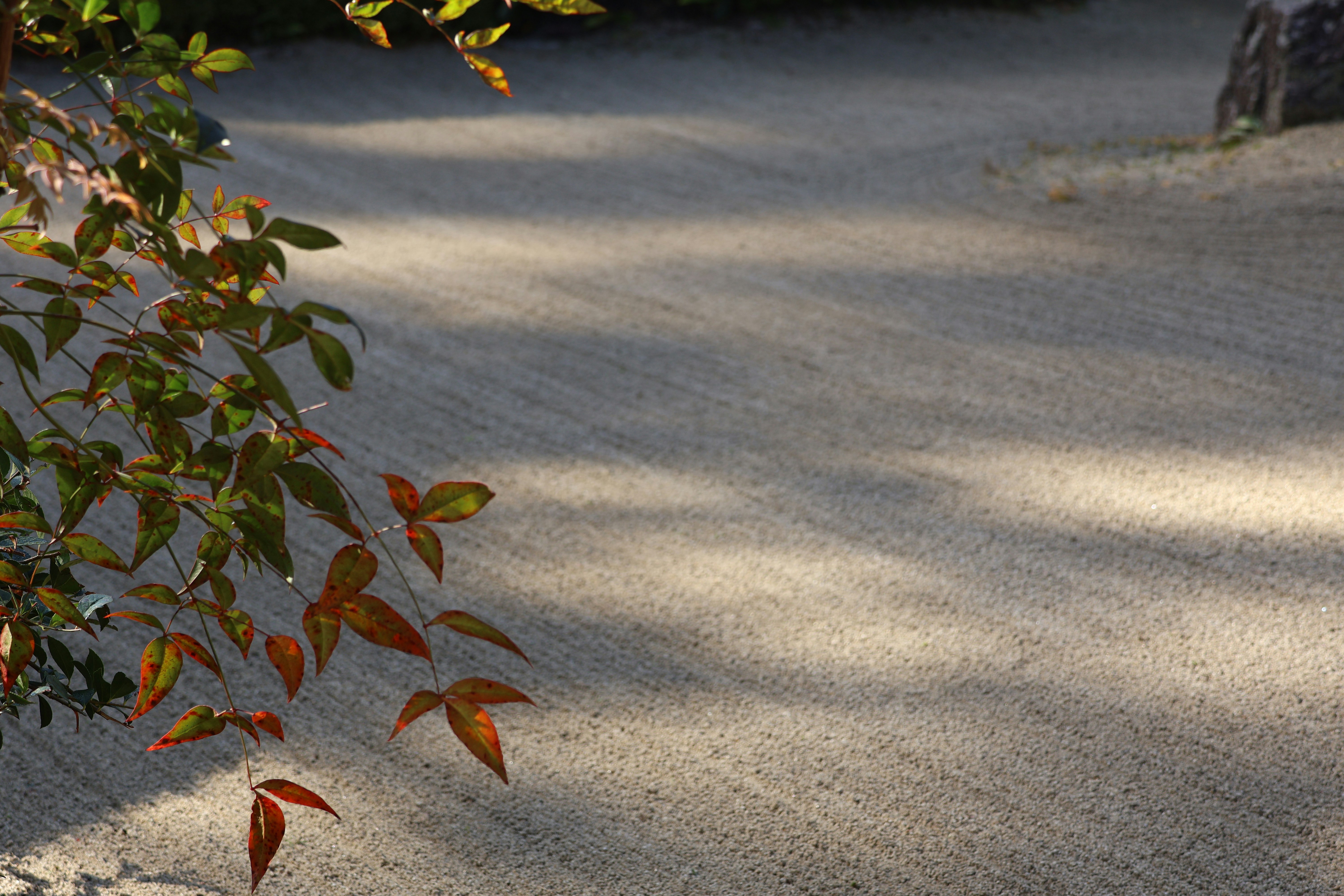 Raked sand zen garden with sunlit leaves and shadows.