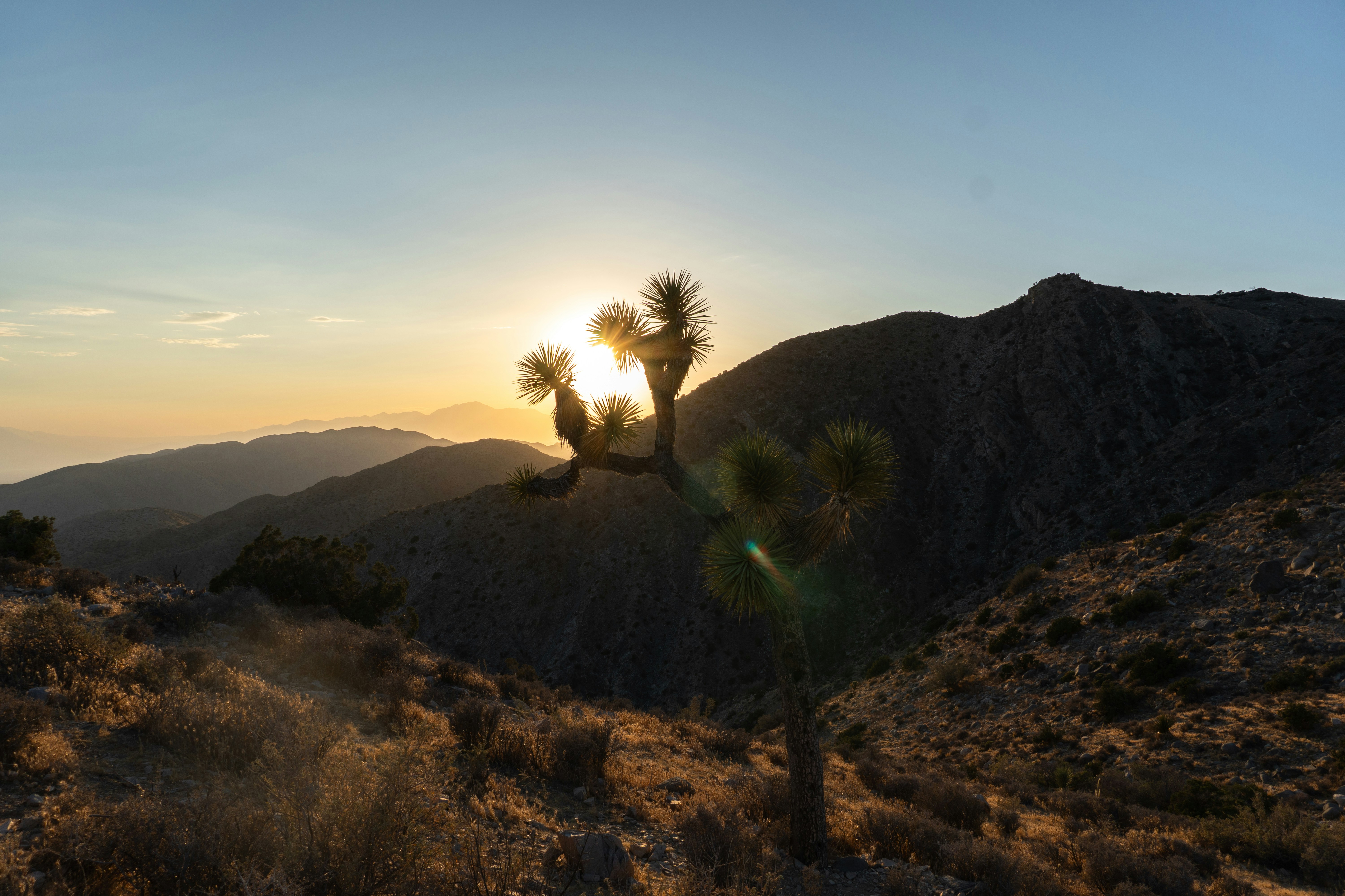 Desert Summit at Sunset: Joshua Tree Echoes