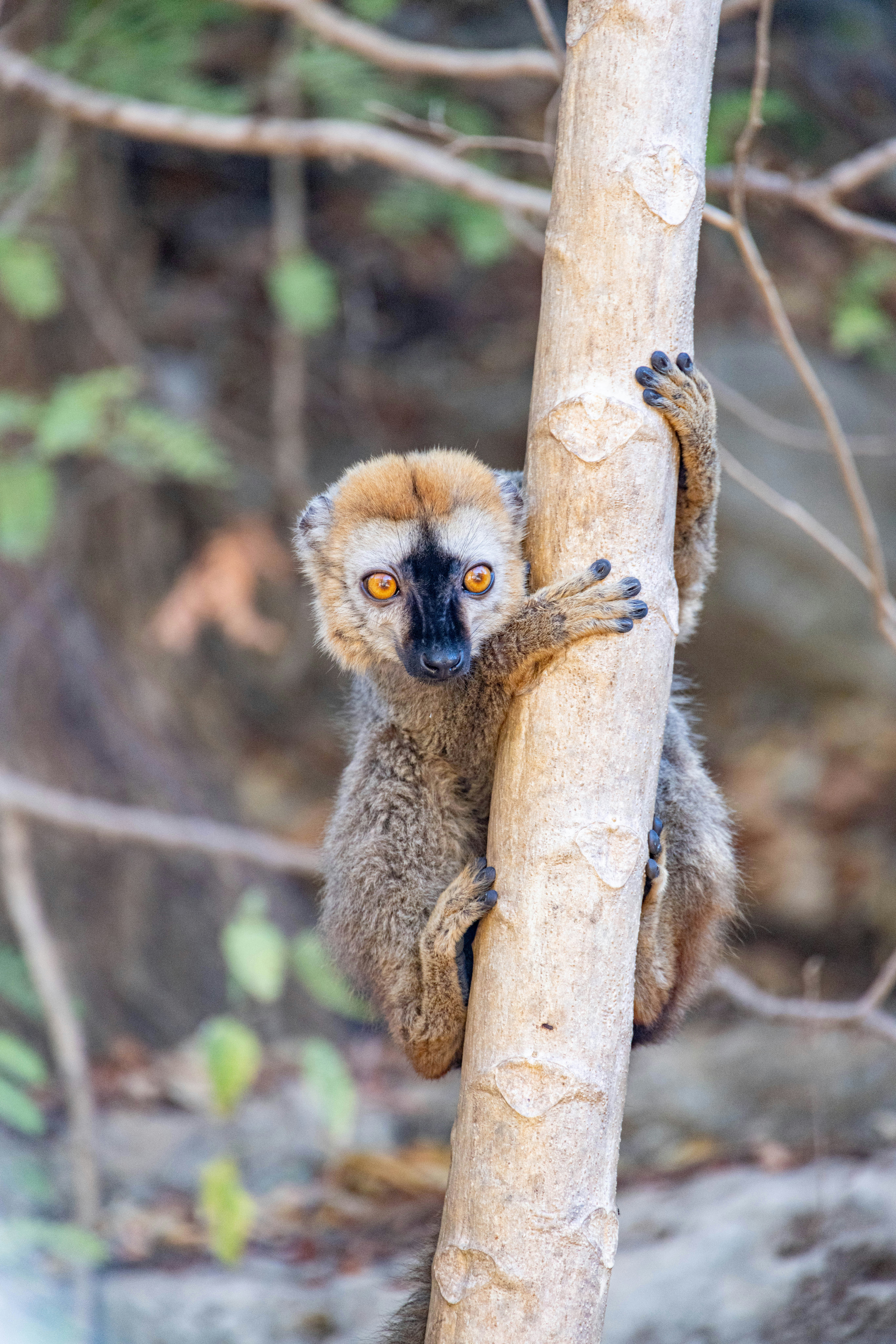 Clinging Arboreal Prime: A Gaze from the Golden-Eyed Lemur
