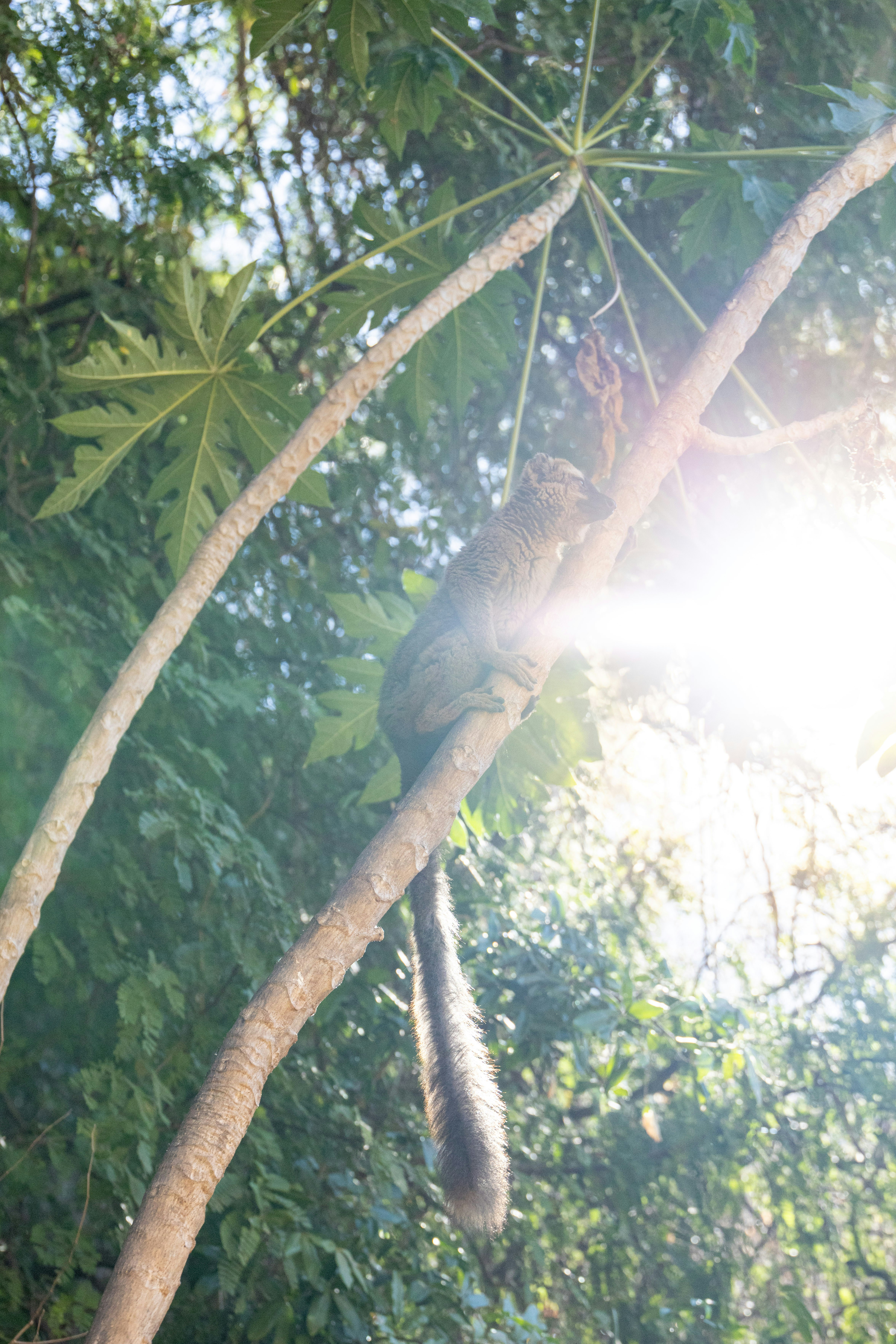 Squirrel Ascendancy: Sunlit Climb through Emerald Canopy