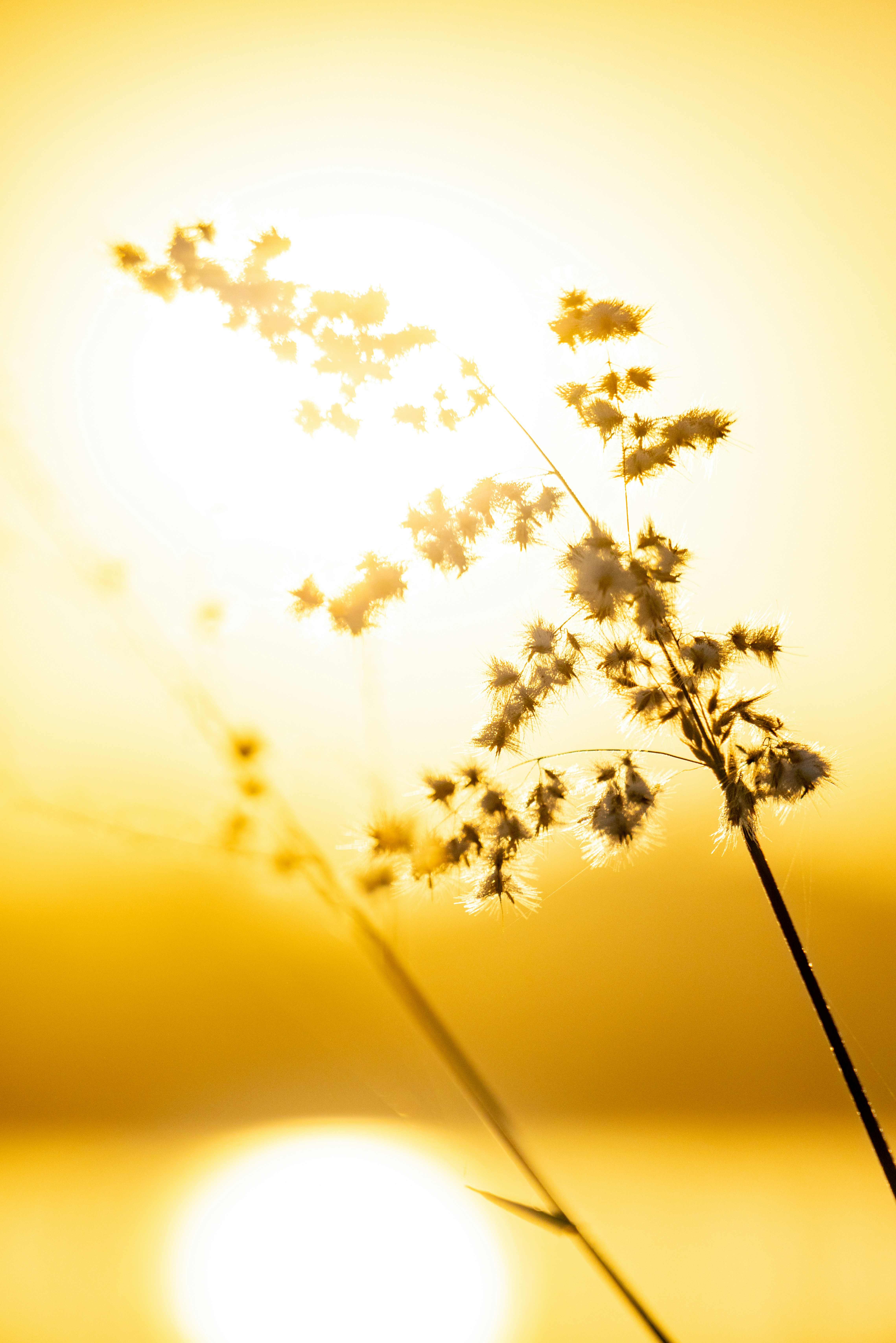 Backlit Bliss: Golden Seed Heads in a Sunlit Field