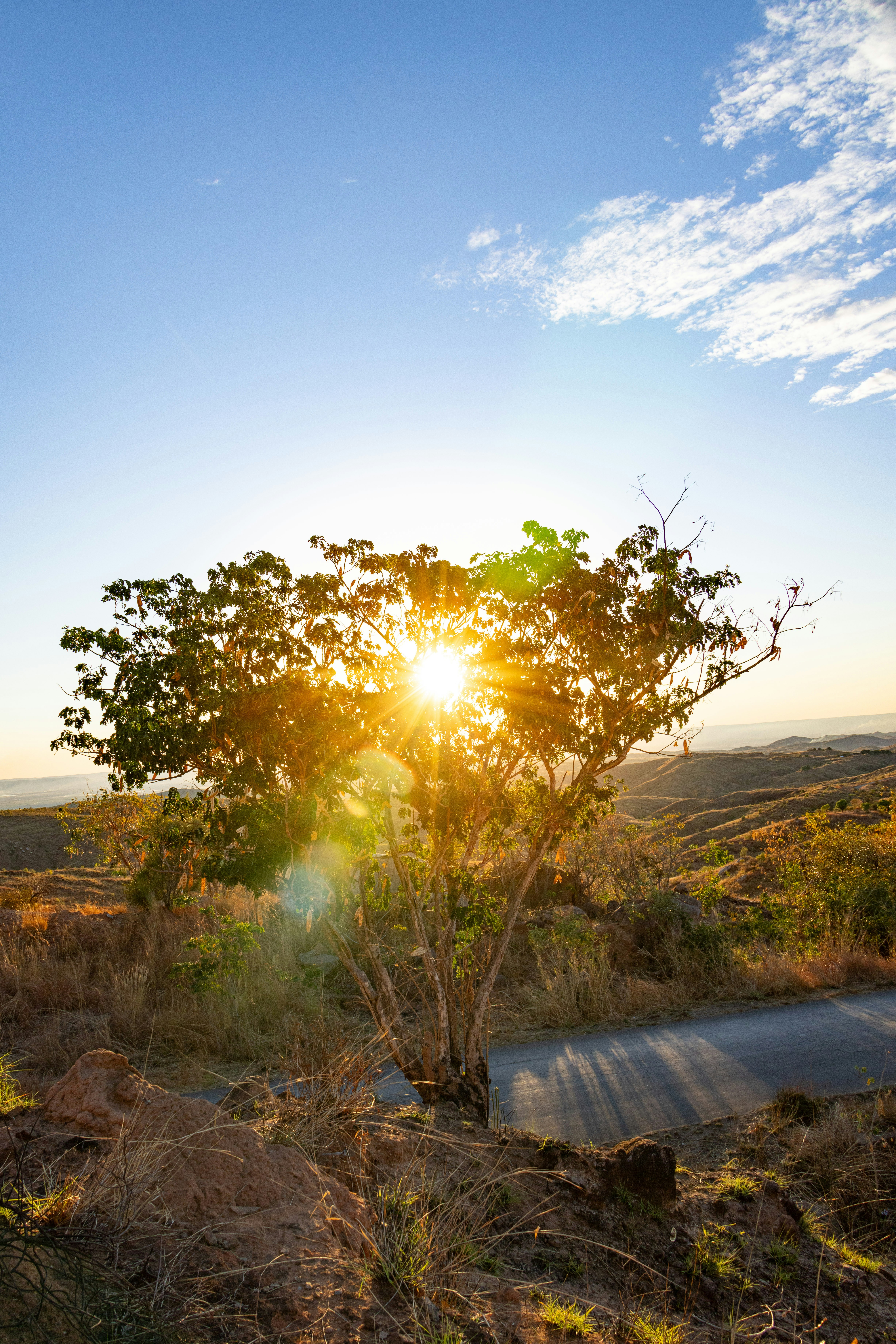 Sunburst Through a Rugged Tree on a Golden Horizon