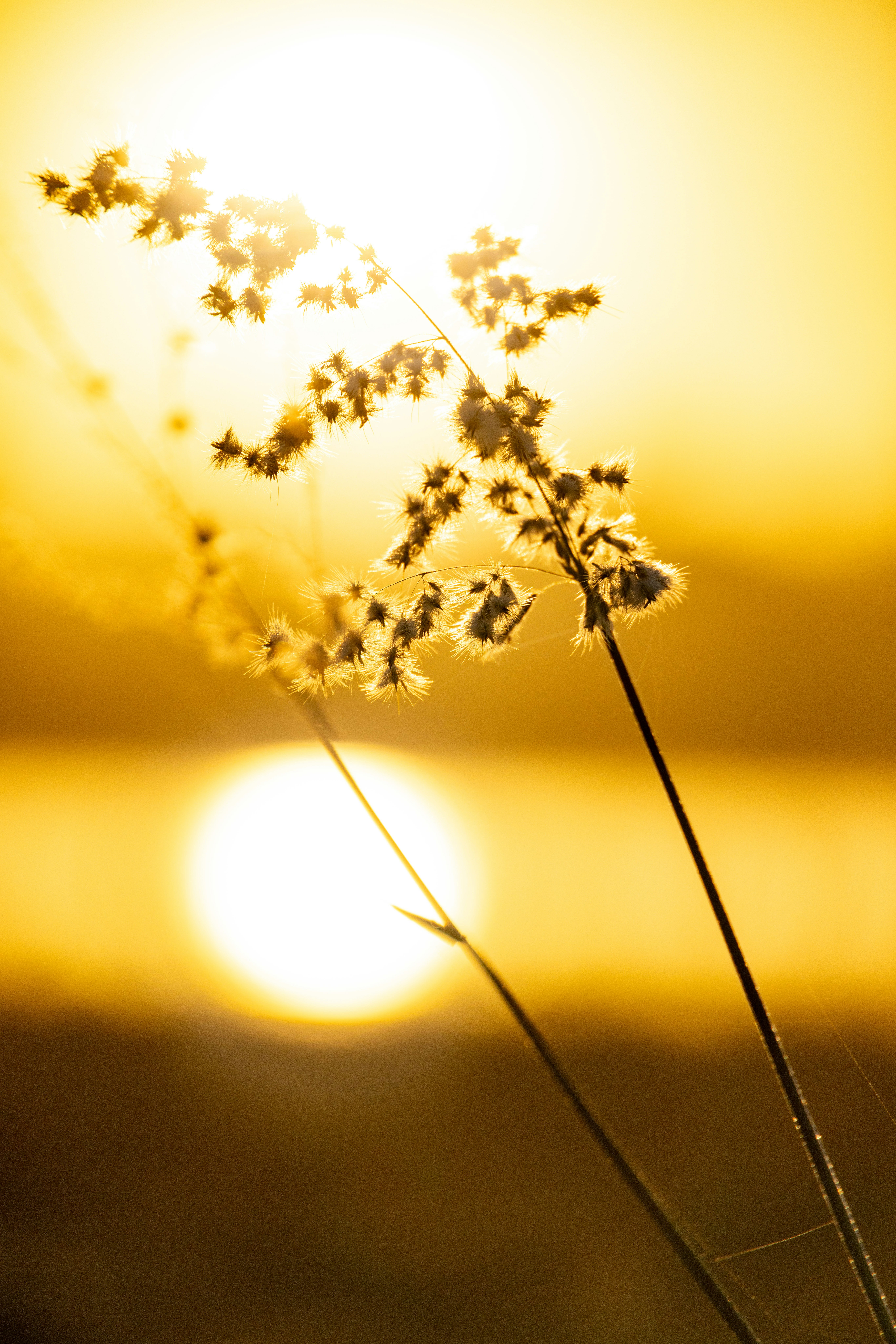 Backlit seed head silhouette catching golden hour glow