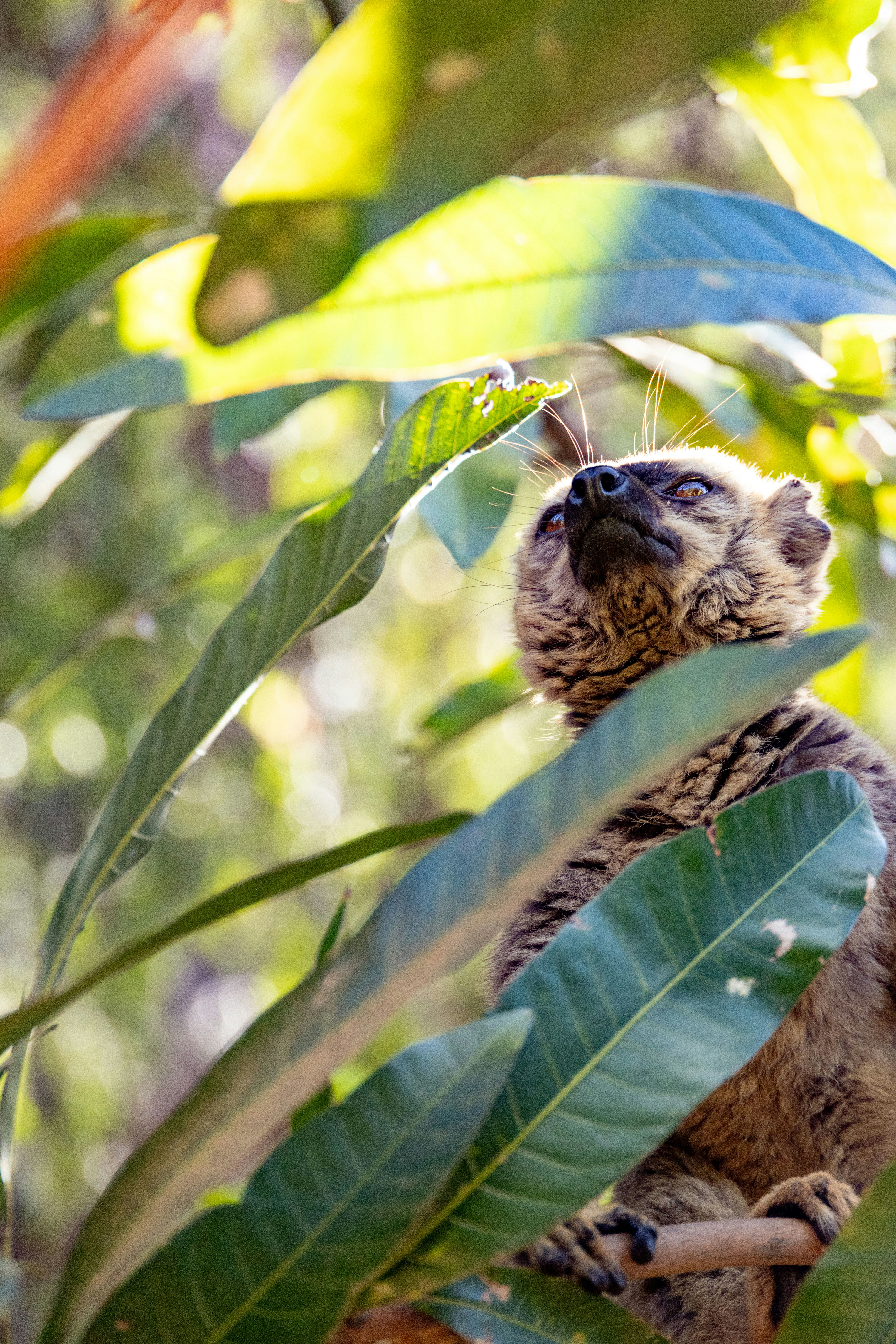 Hidden Among Giant Leaves: A Meerkat Pup Peeks Out