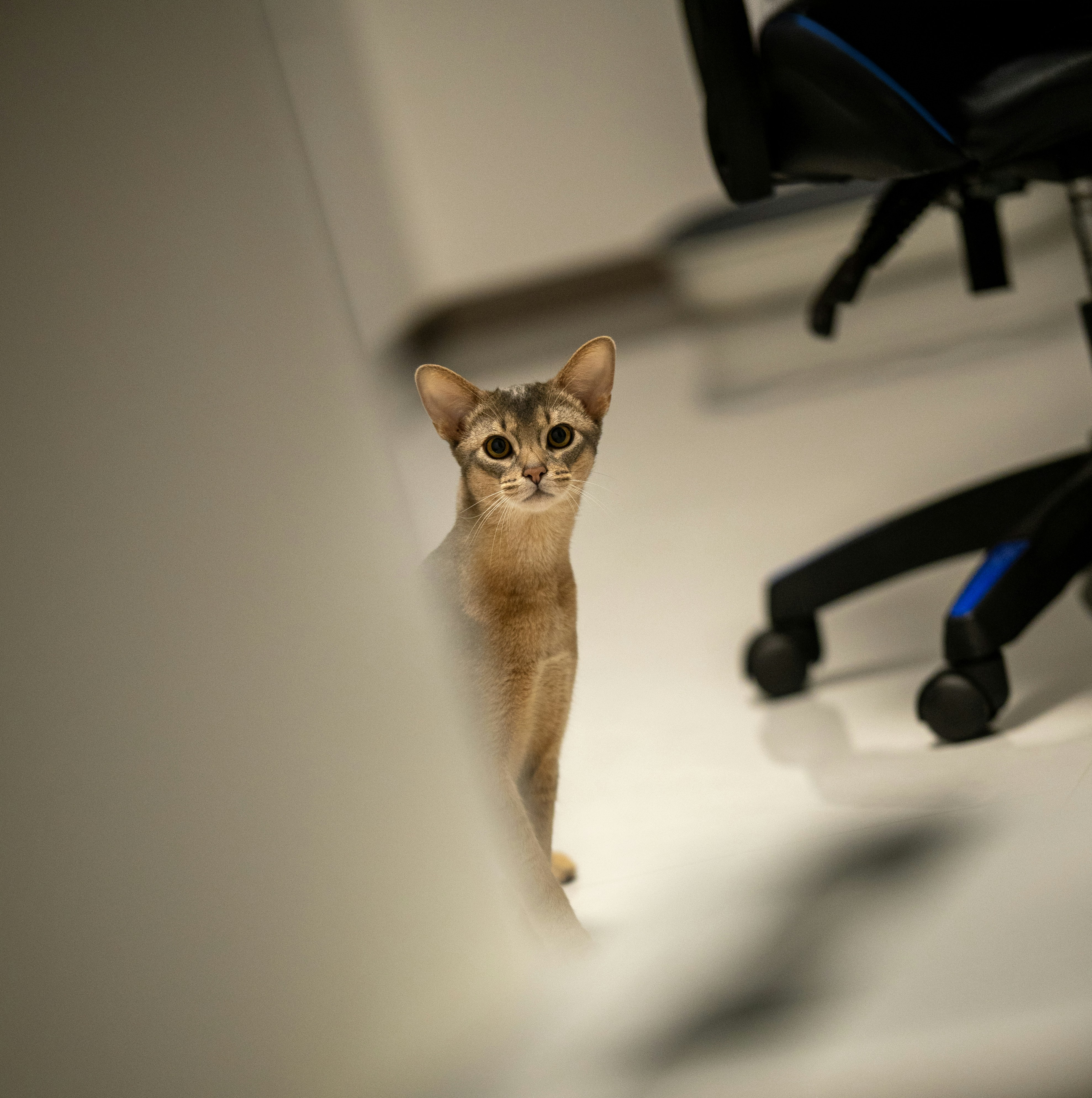 Abyssinian cat Loki